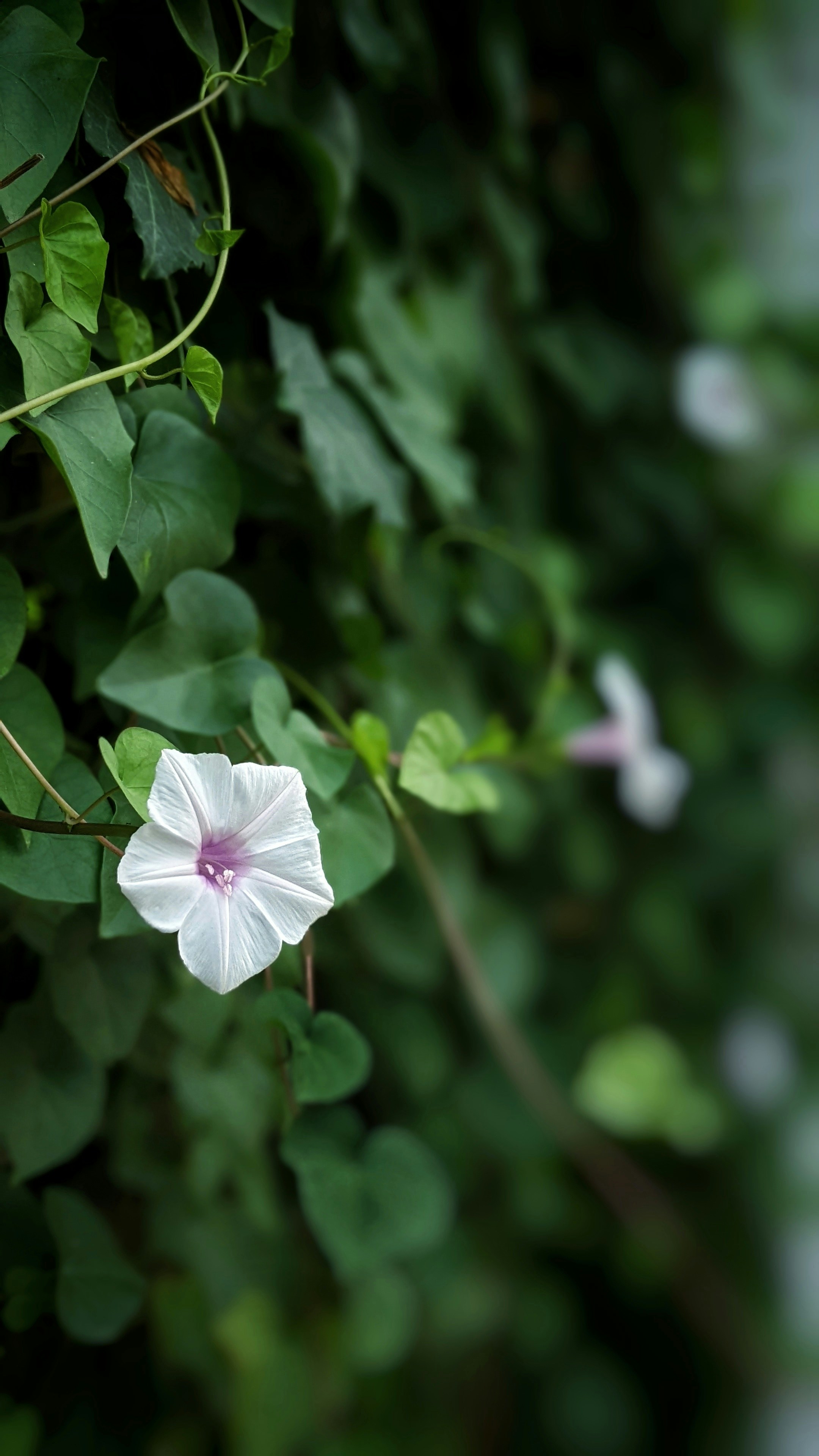 White Morning Glory Clinging to a Verdant Wall
