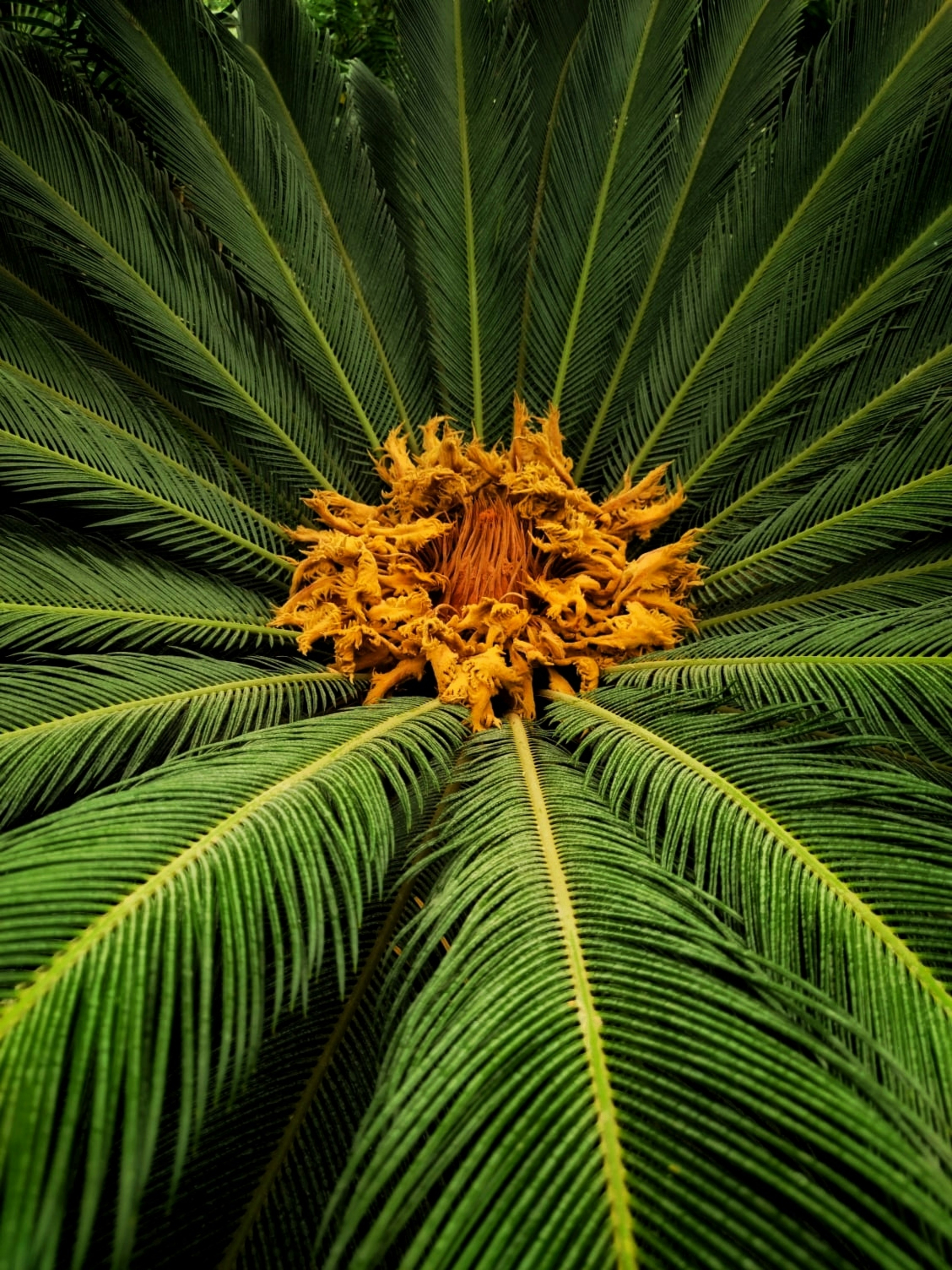 Foto zum Thema Eine Ananas am Baum – Kostenloses Bild zu Cycad Blätter ...