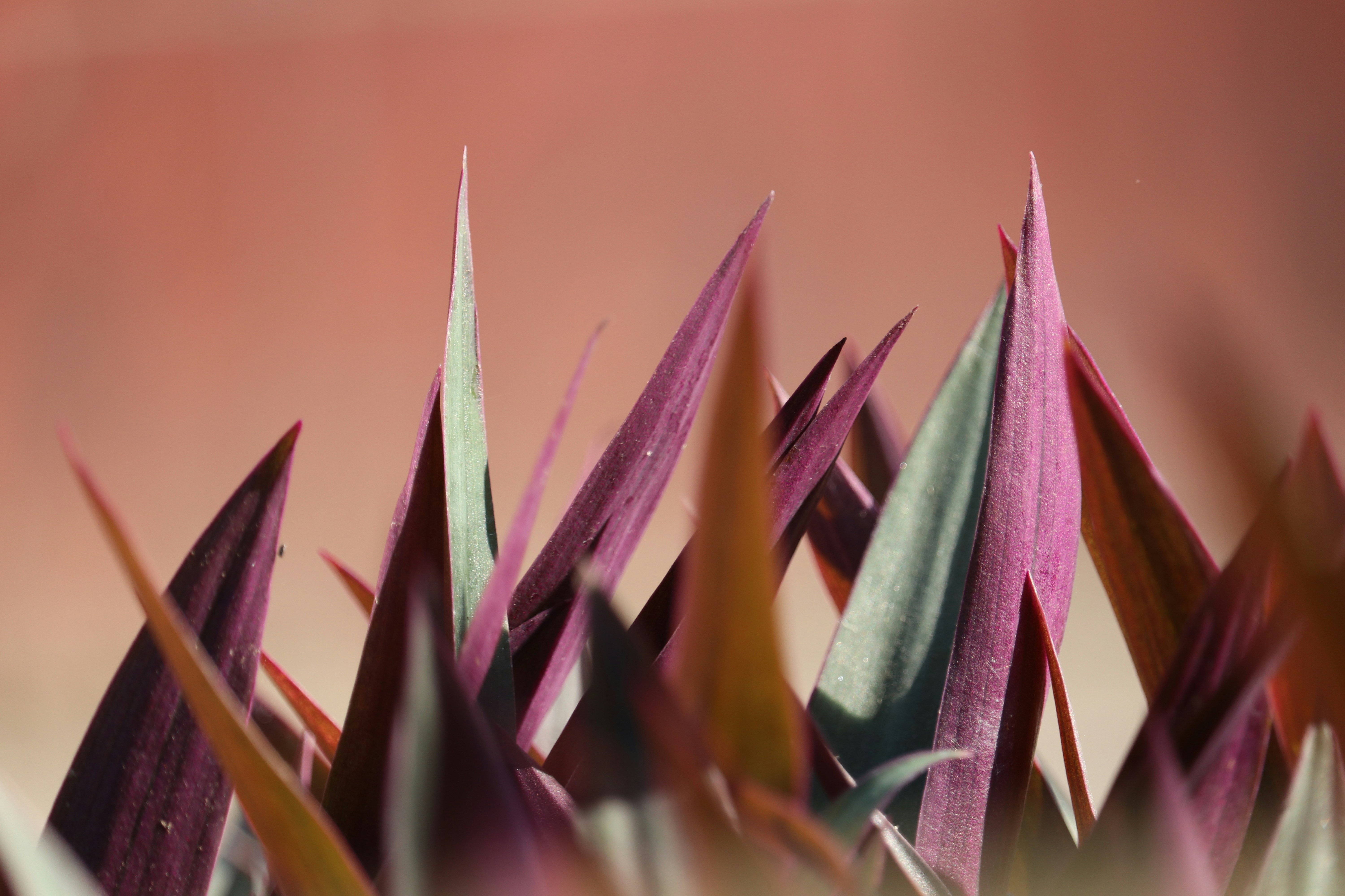 Purple Spires in Macro: a close-up study of lavender-tinted foliage