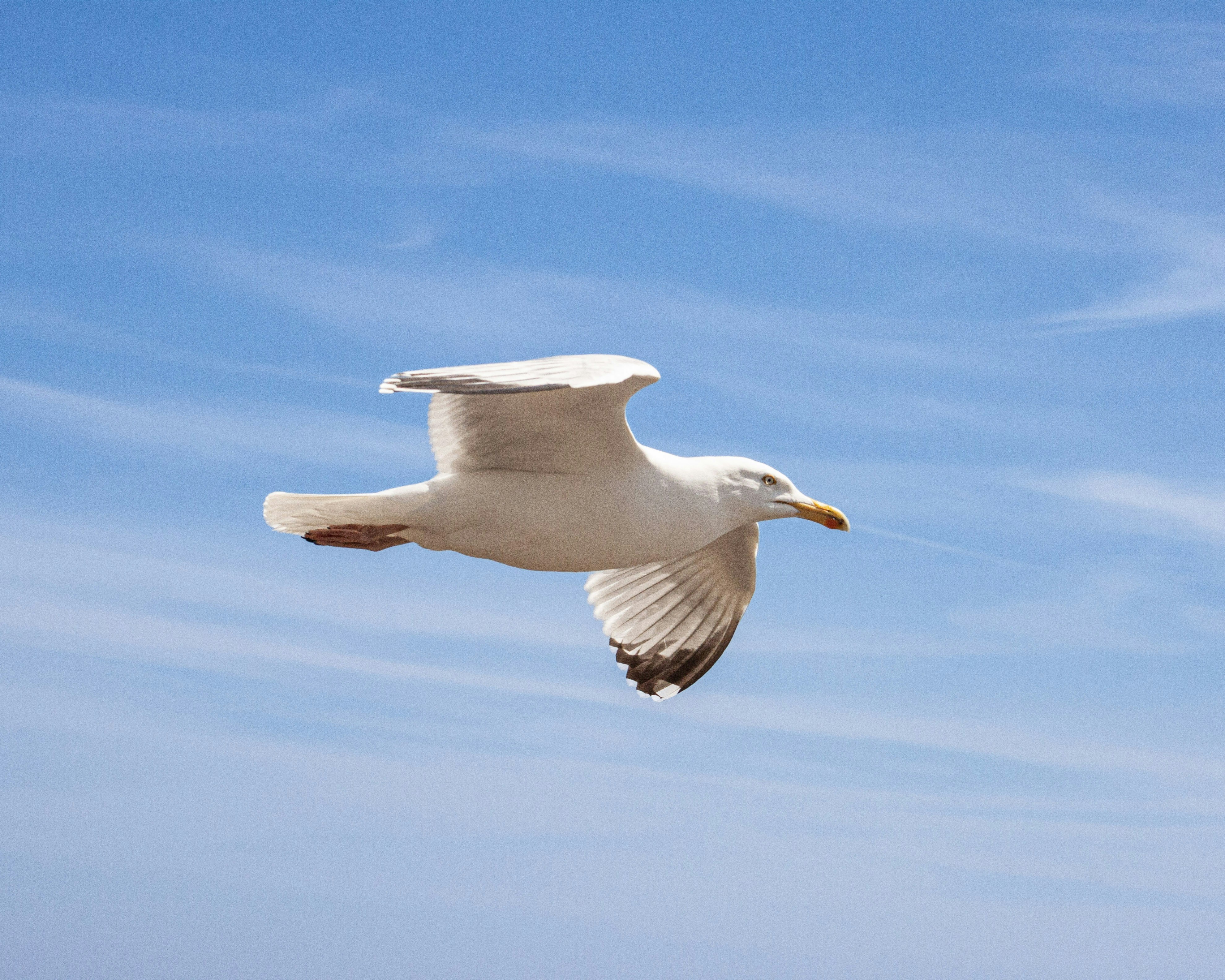 A seagull gliding effortlessly against a backdrop of clear blue skies, capturing the essence of freedom and nature's beauty.