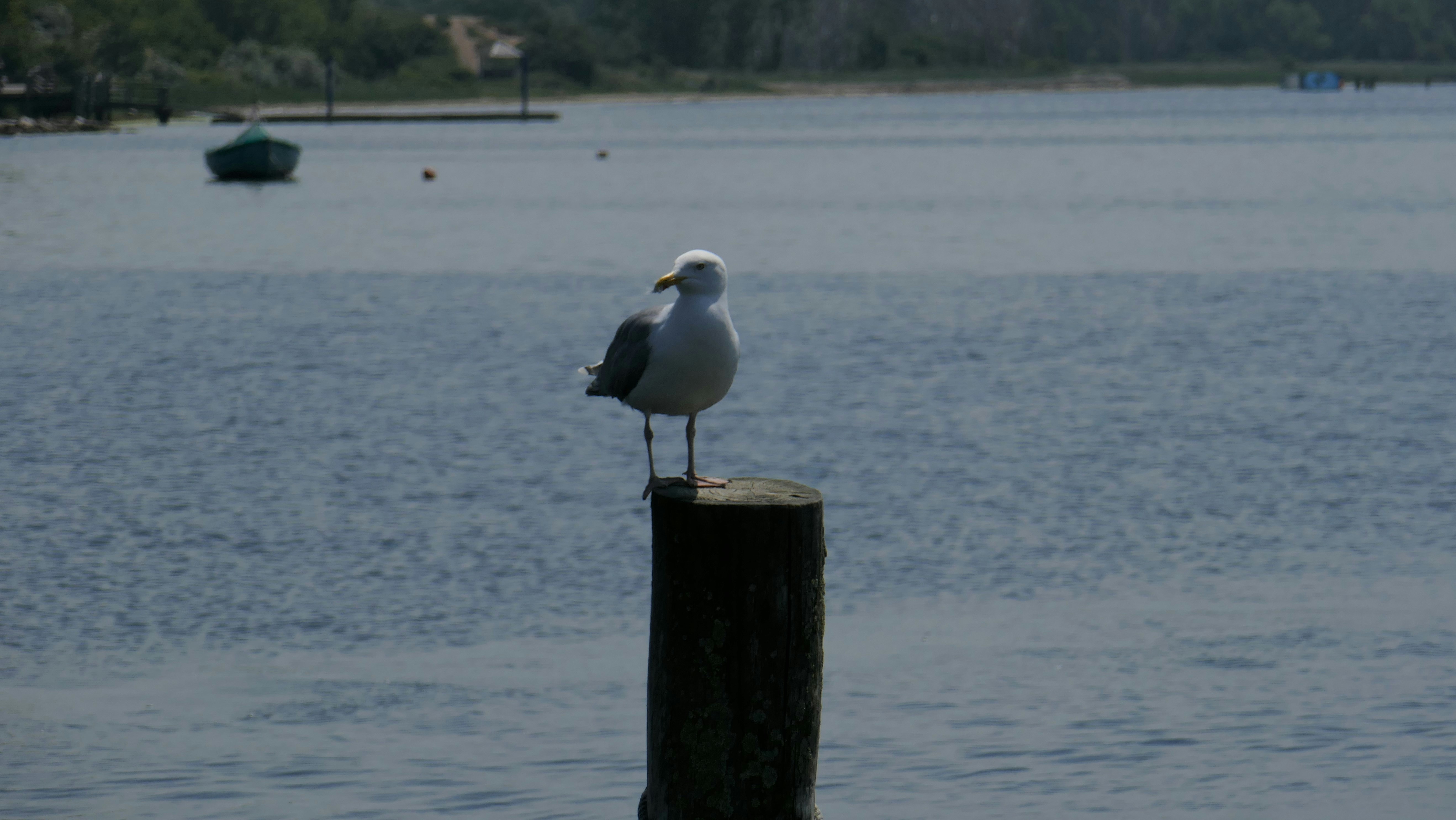 A bird on a post photo – Free Black Image on Unsplash