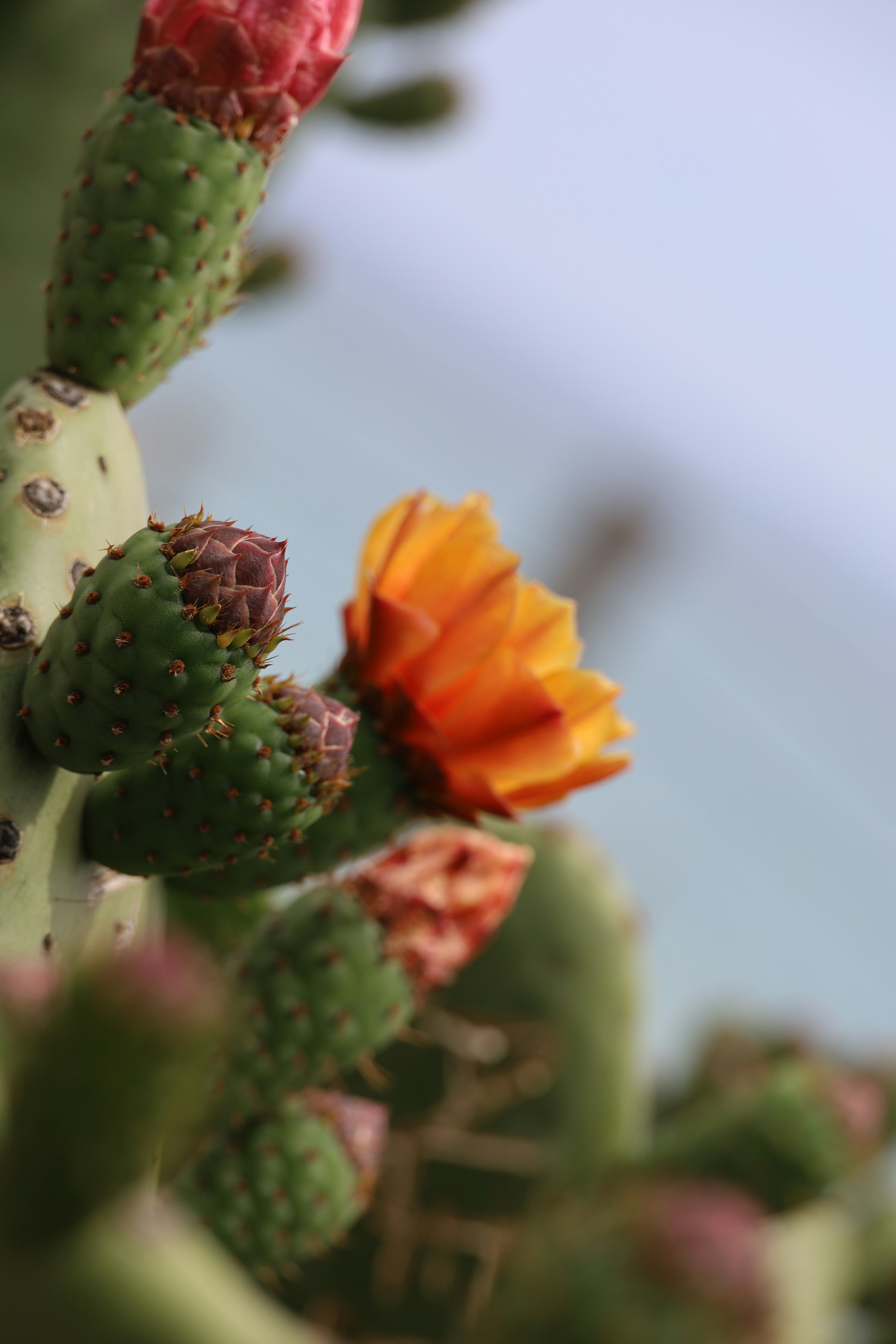 Vibrant cactus flowers in various stages of bloom, showcasing the beauty of desert flora. The intricate textures and colors highlight nature's resilience.