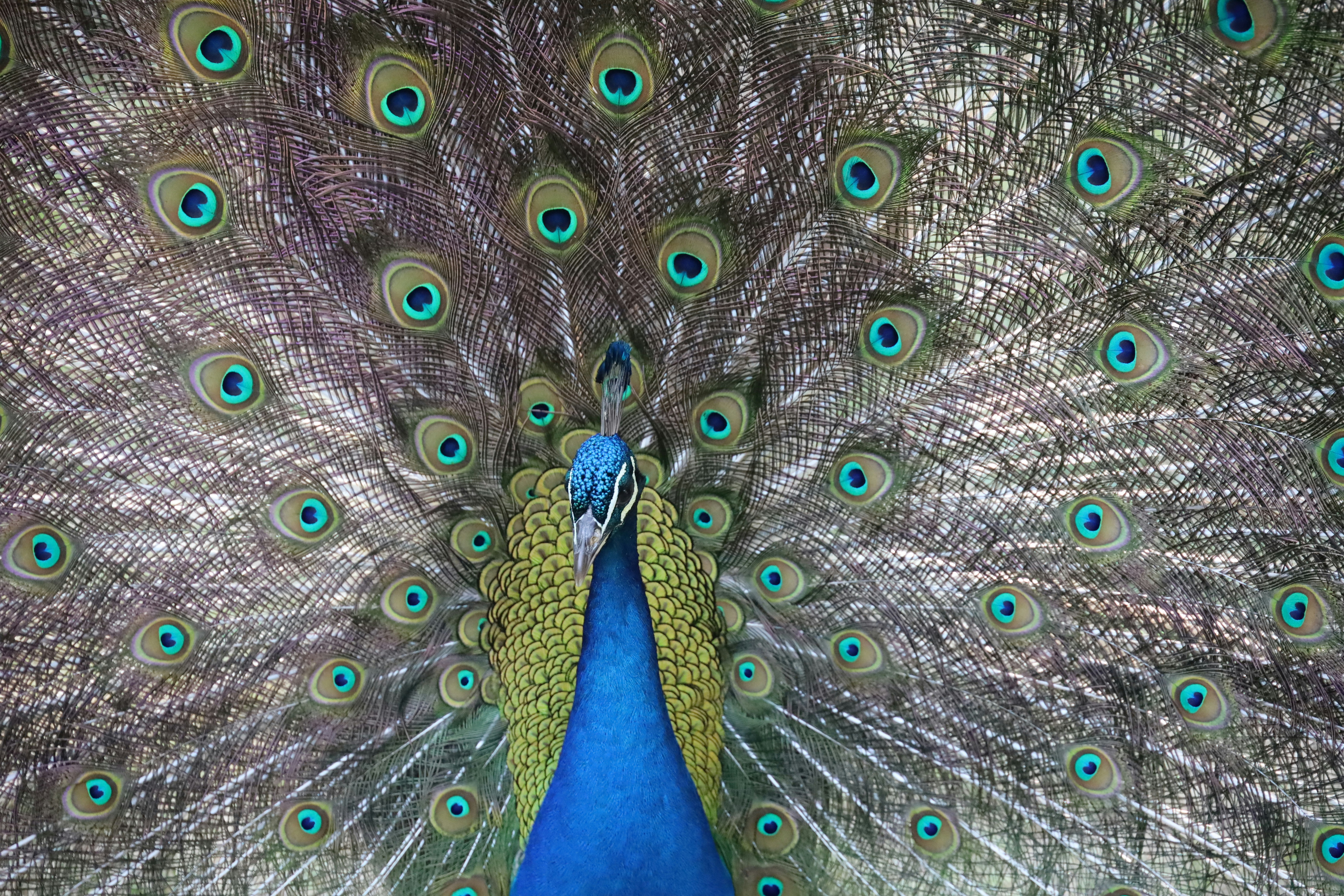 Iridescent Crown, a Sky of Eyes: Peacock in Full Fan