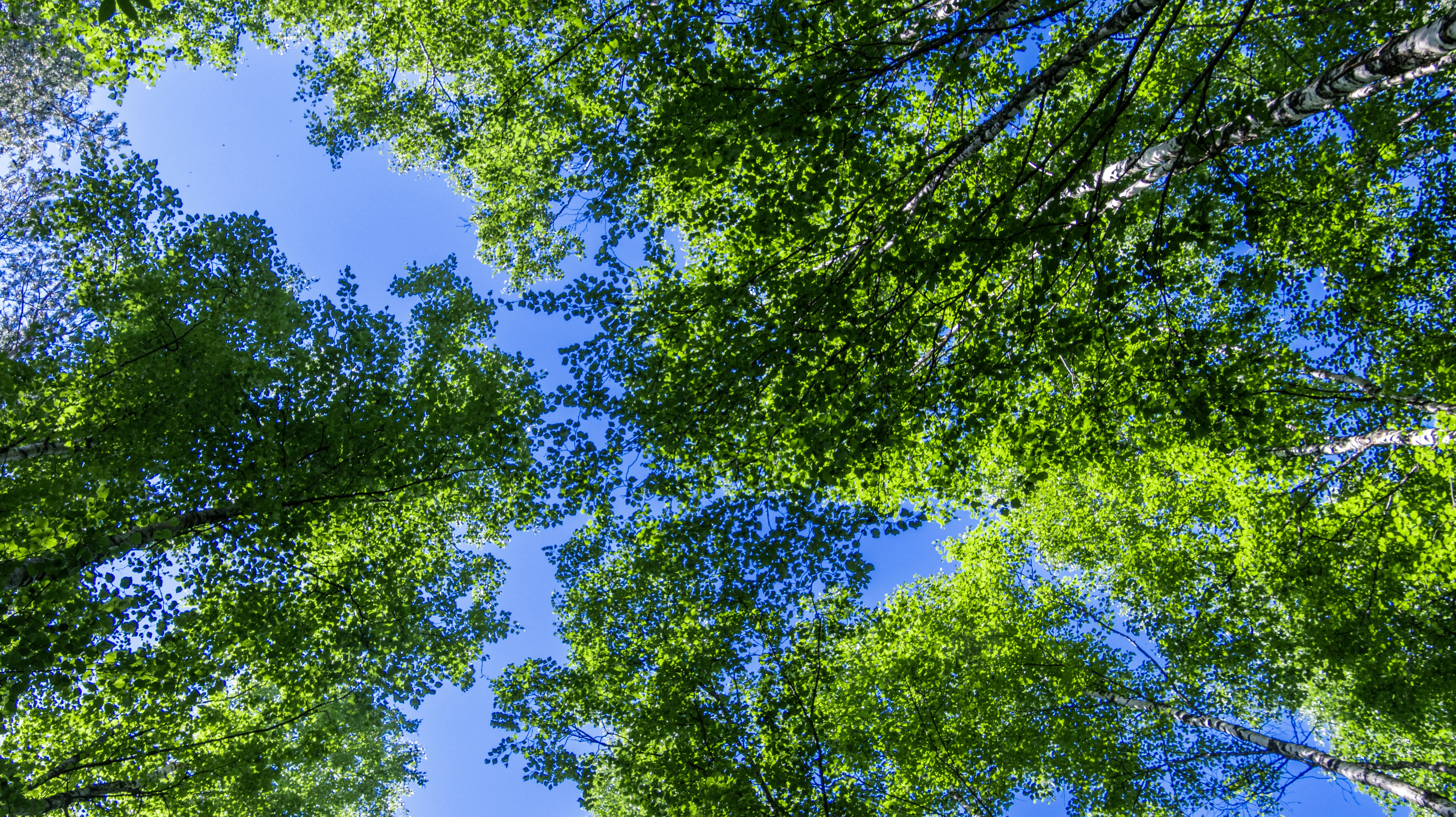 Lush green leaves of birch trees forming a canopy against a clear blue sky in midsummer.