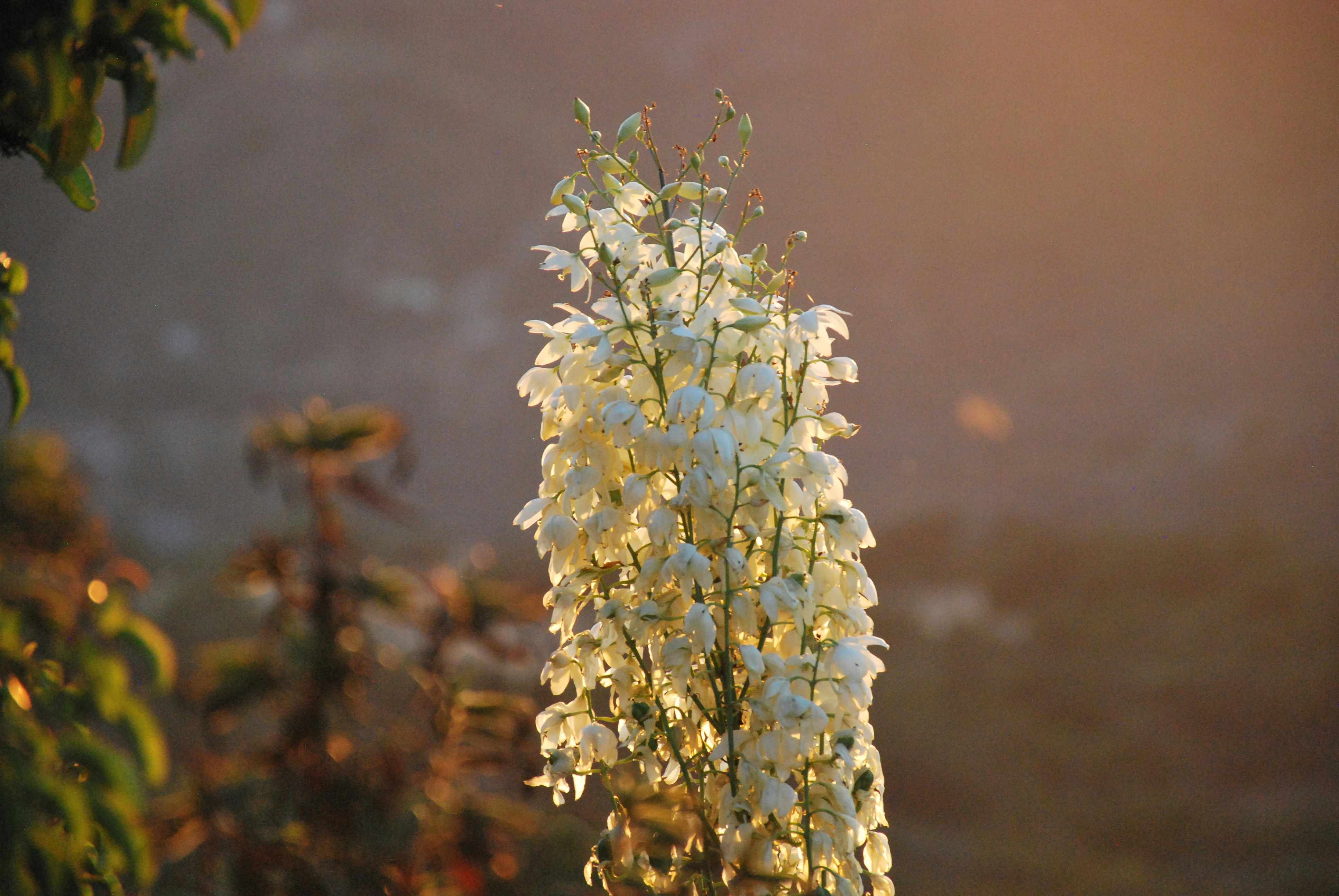 a close up of a flower