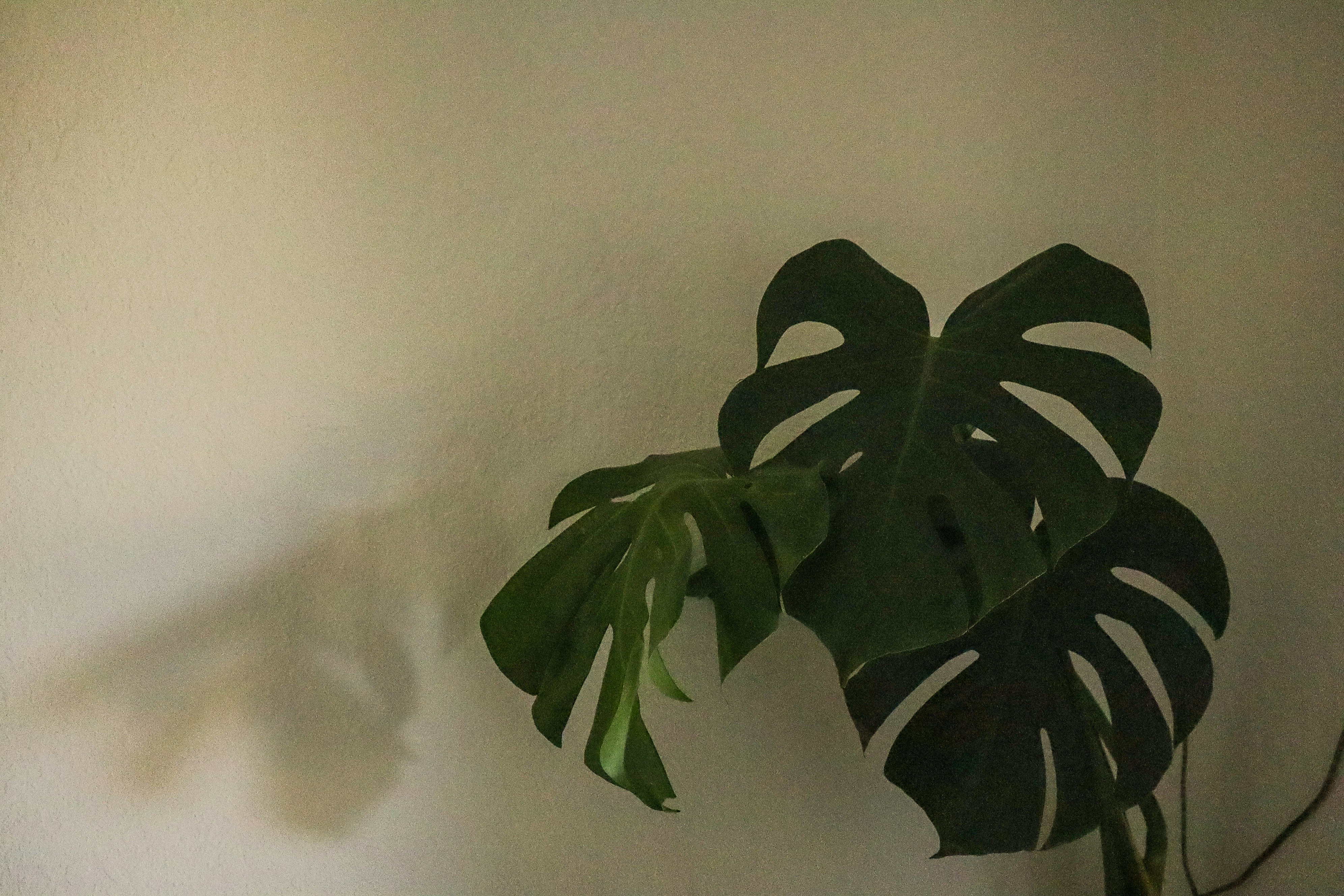 Photo by little plant with Canon EOS M50