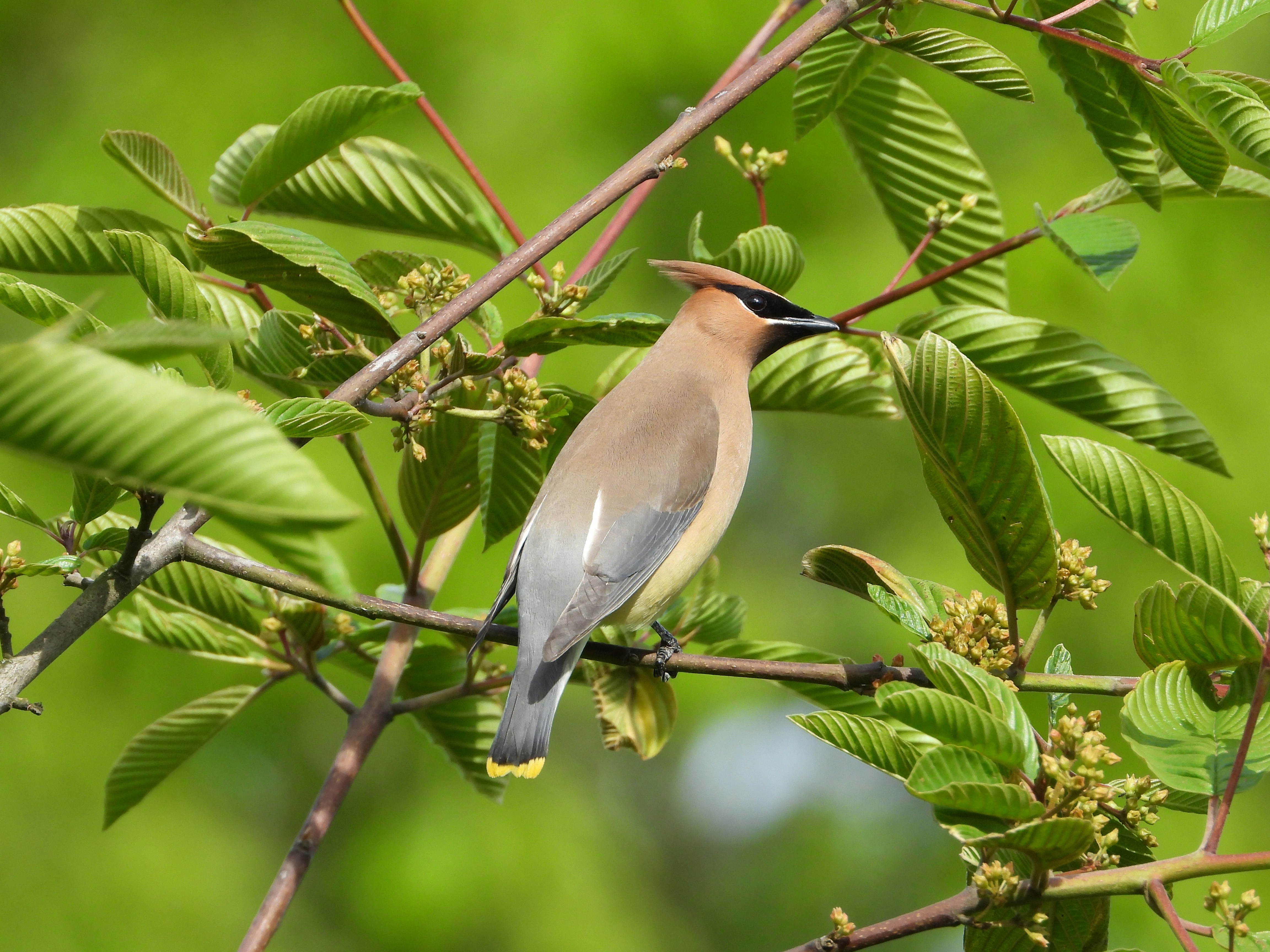 Cedar Waxwing