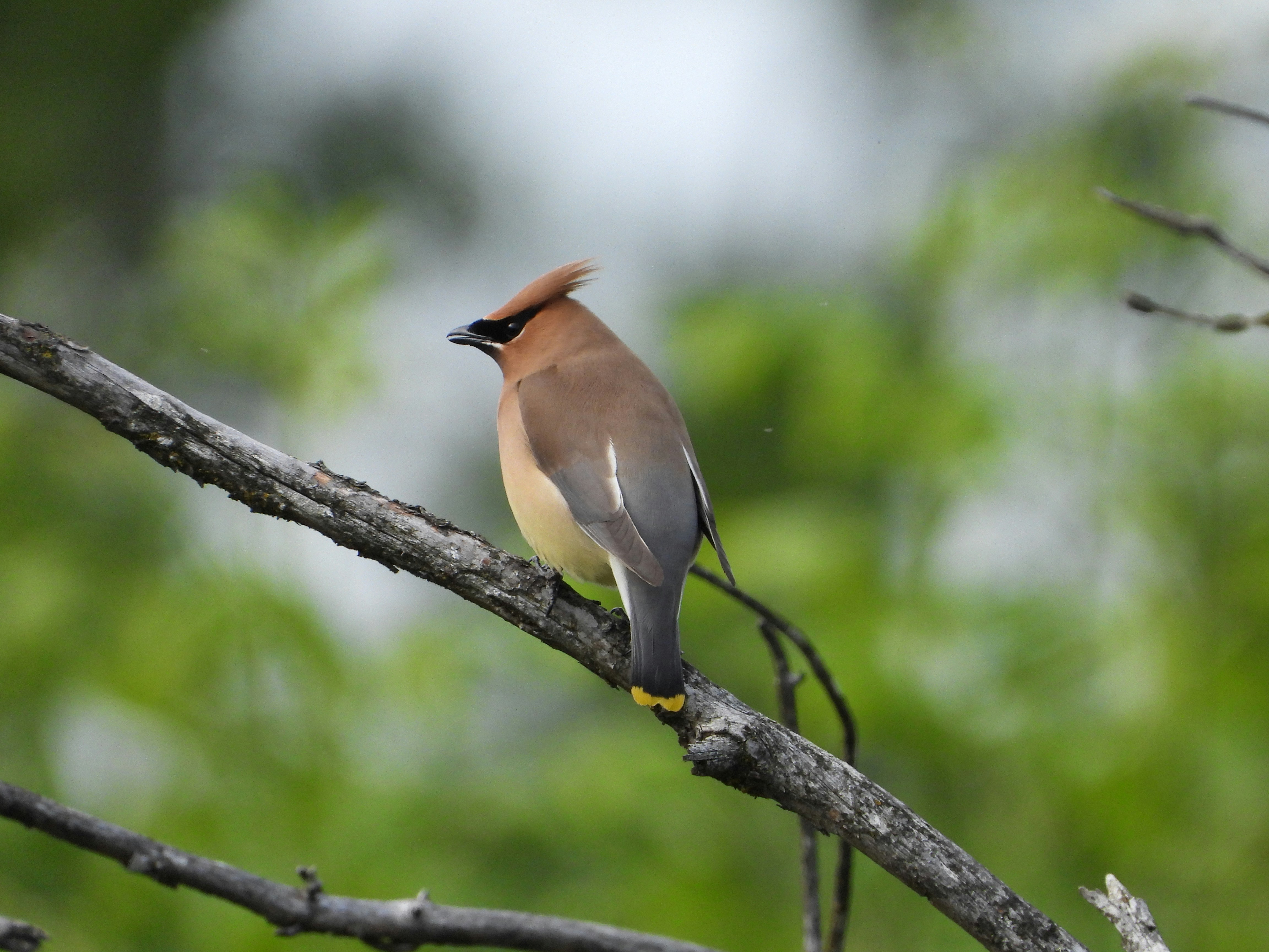 Hooded Red-Brown Perch: A Crested Bird on a Weathered Branch