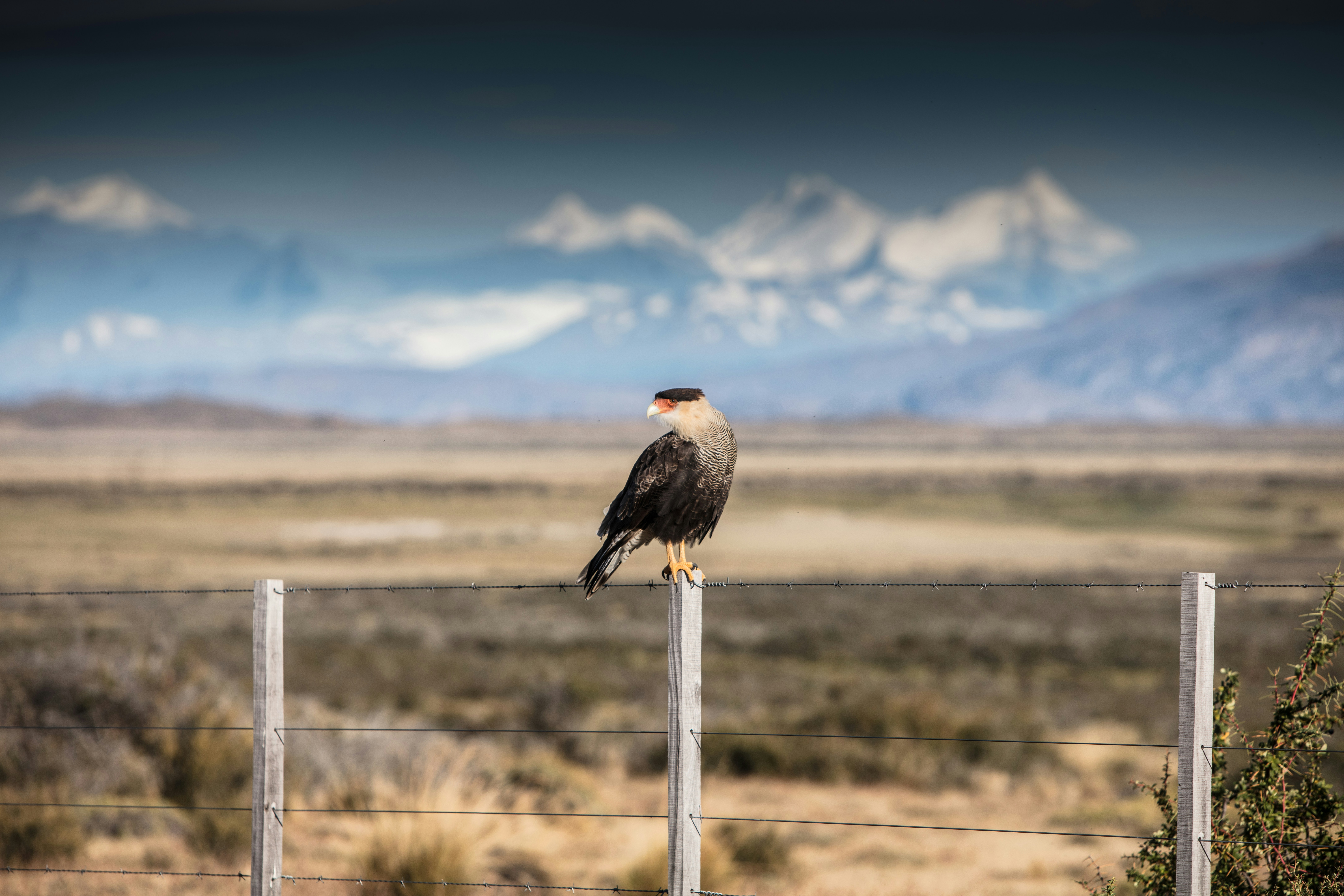 Fence-Post Sentinel: A Perched Raptor Against a Snow-Draped Range