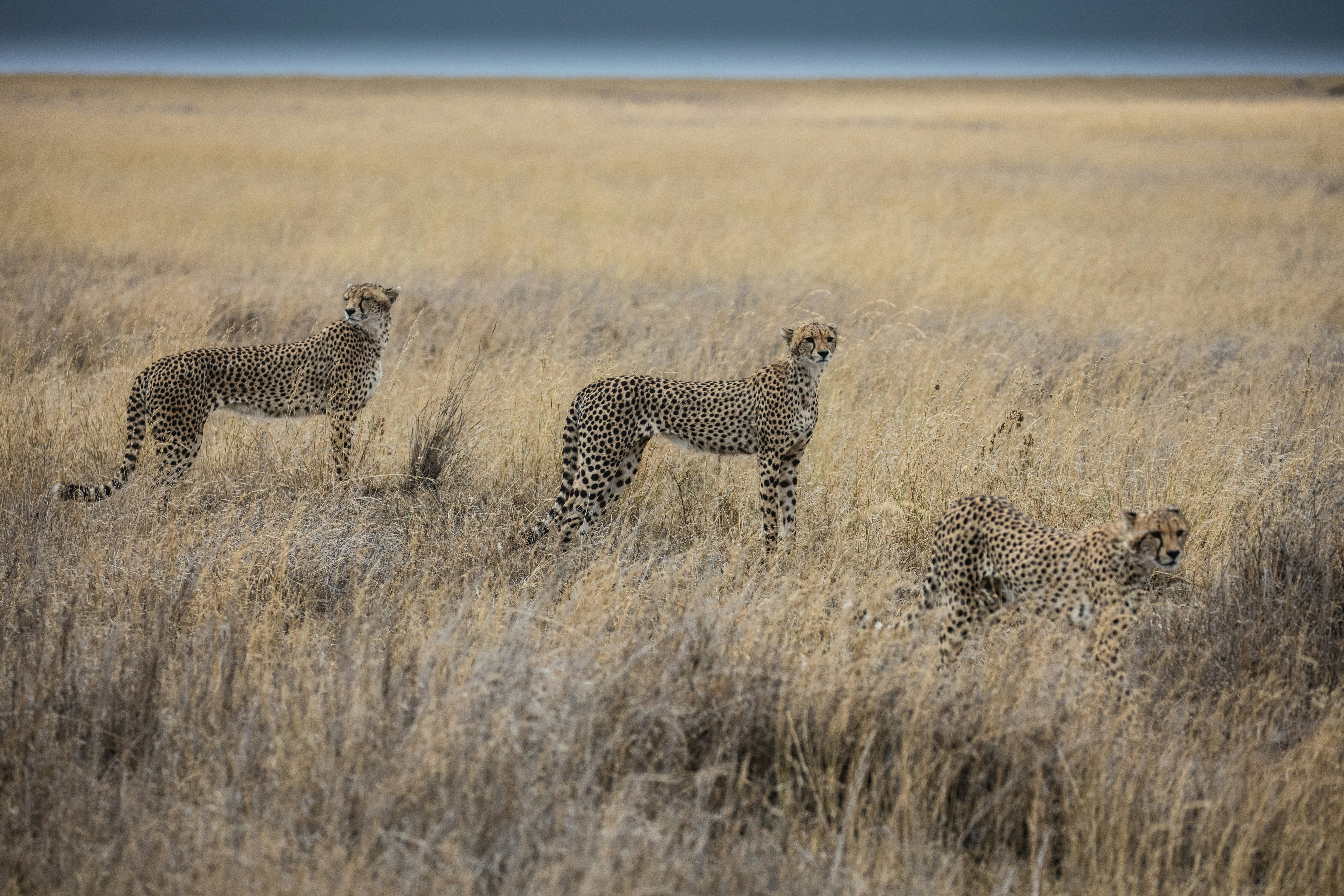 A group of cheetahs in a grassland photo – Free Serengeti national park ...