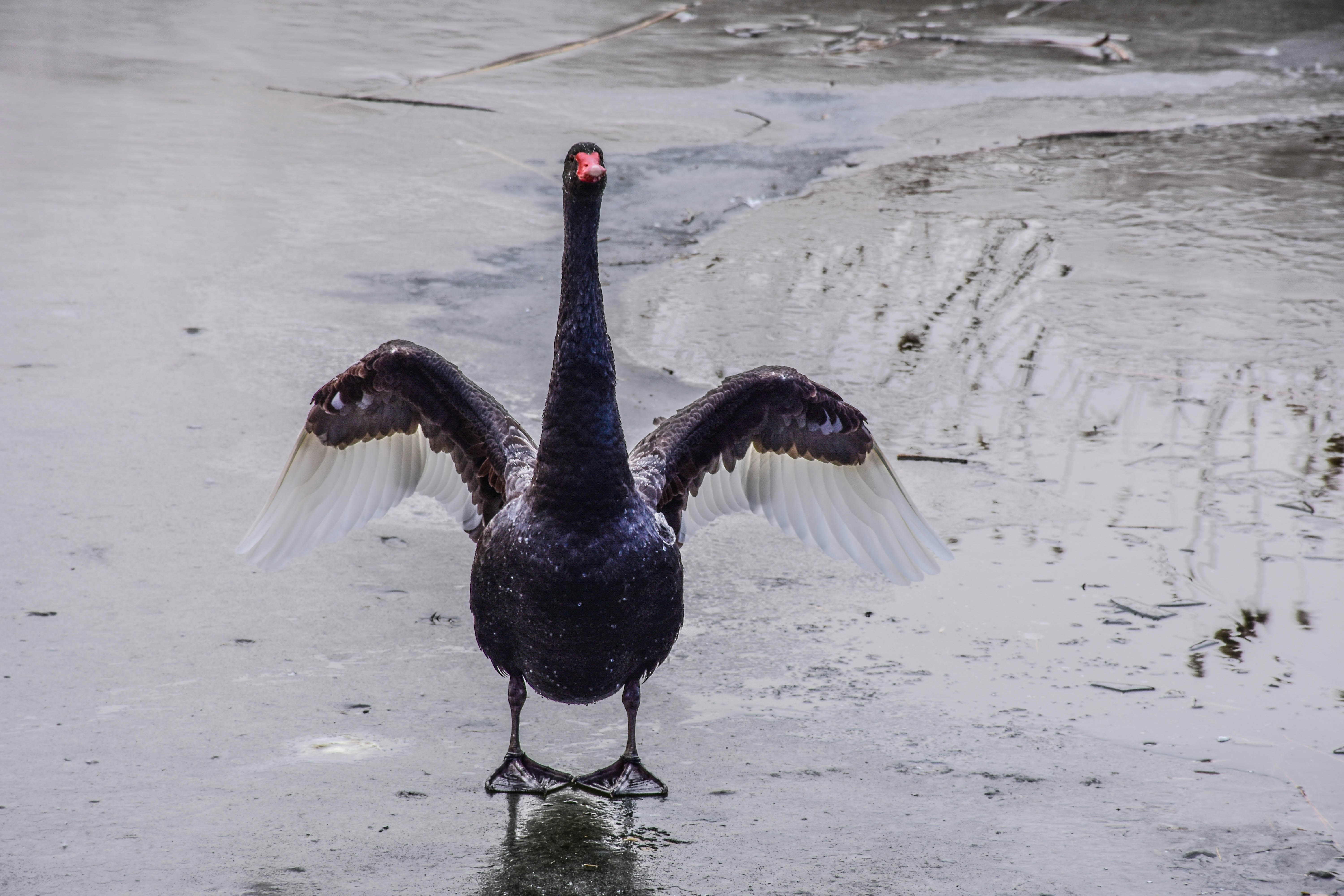Winged Silence on a Glimmering Mudflat: A Black Swan Commands the Shore