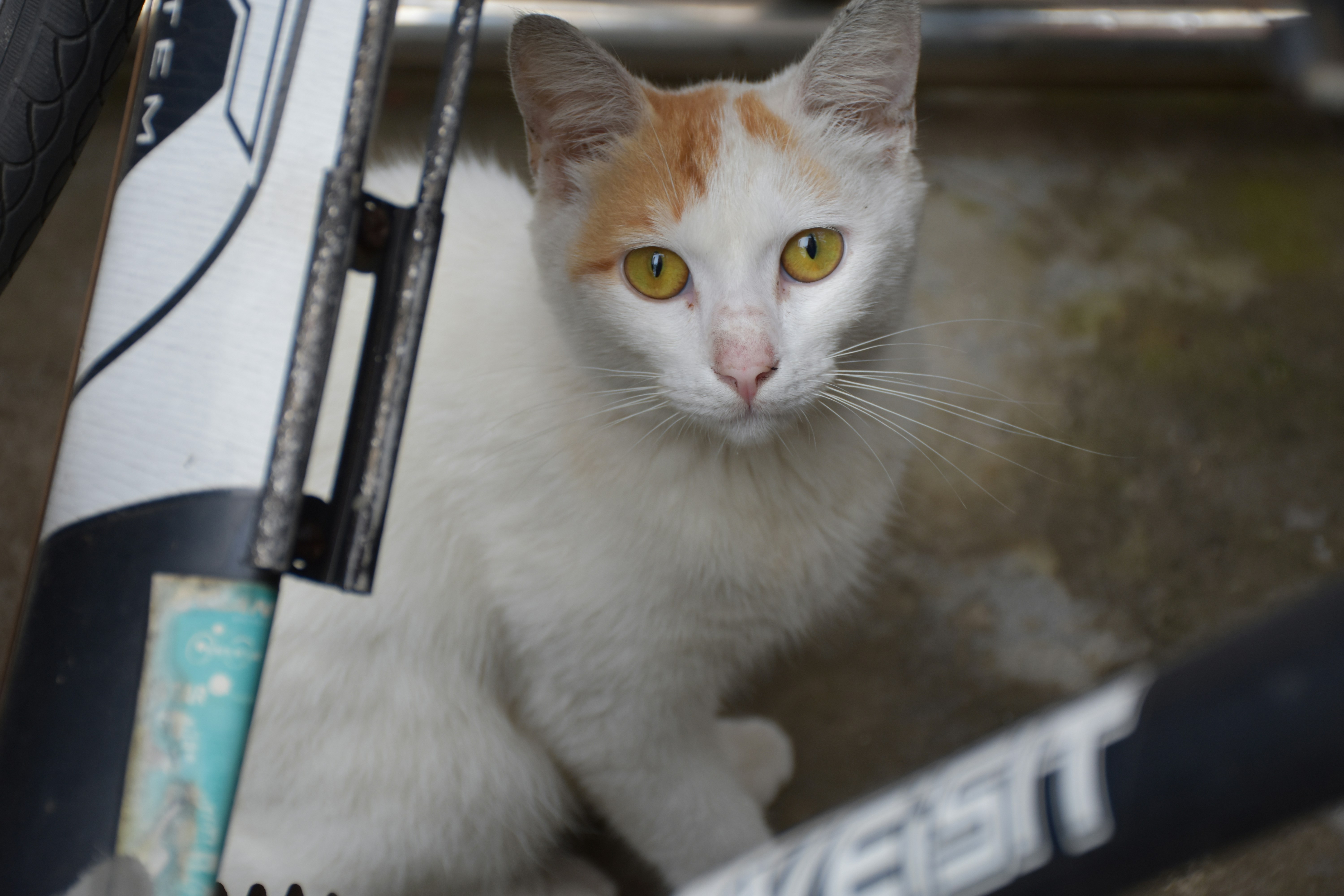 White-and-Orange Cat Examines the World from a Bicycle Shadow