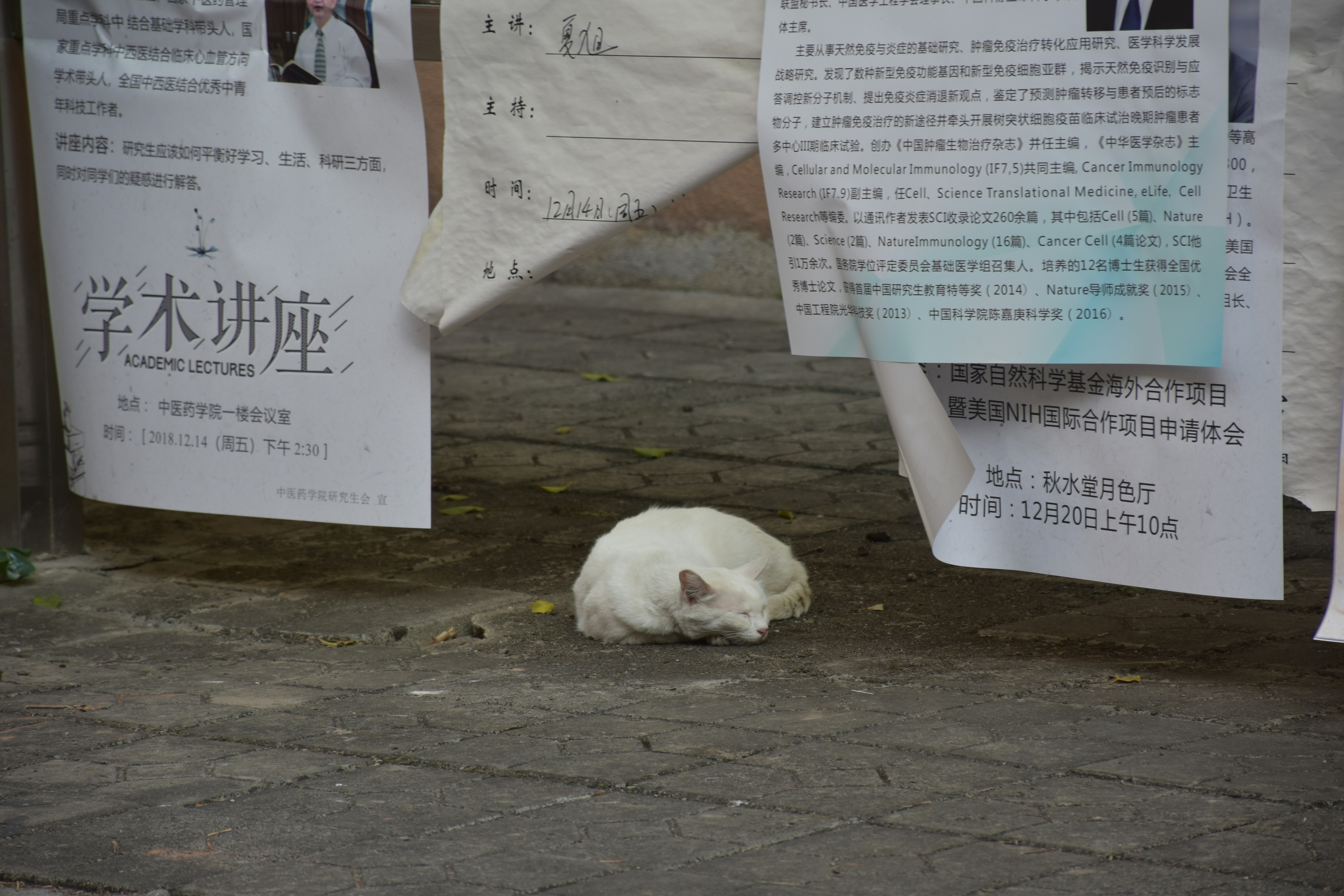 Nap-Time Beneath a Cascade of Flyers: White Cat on Campus Walkway