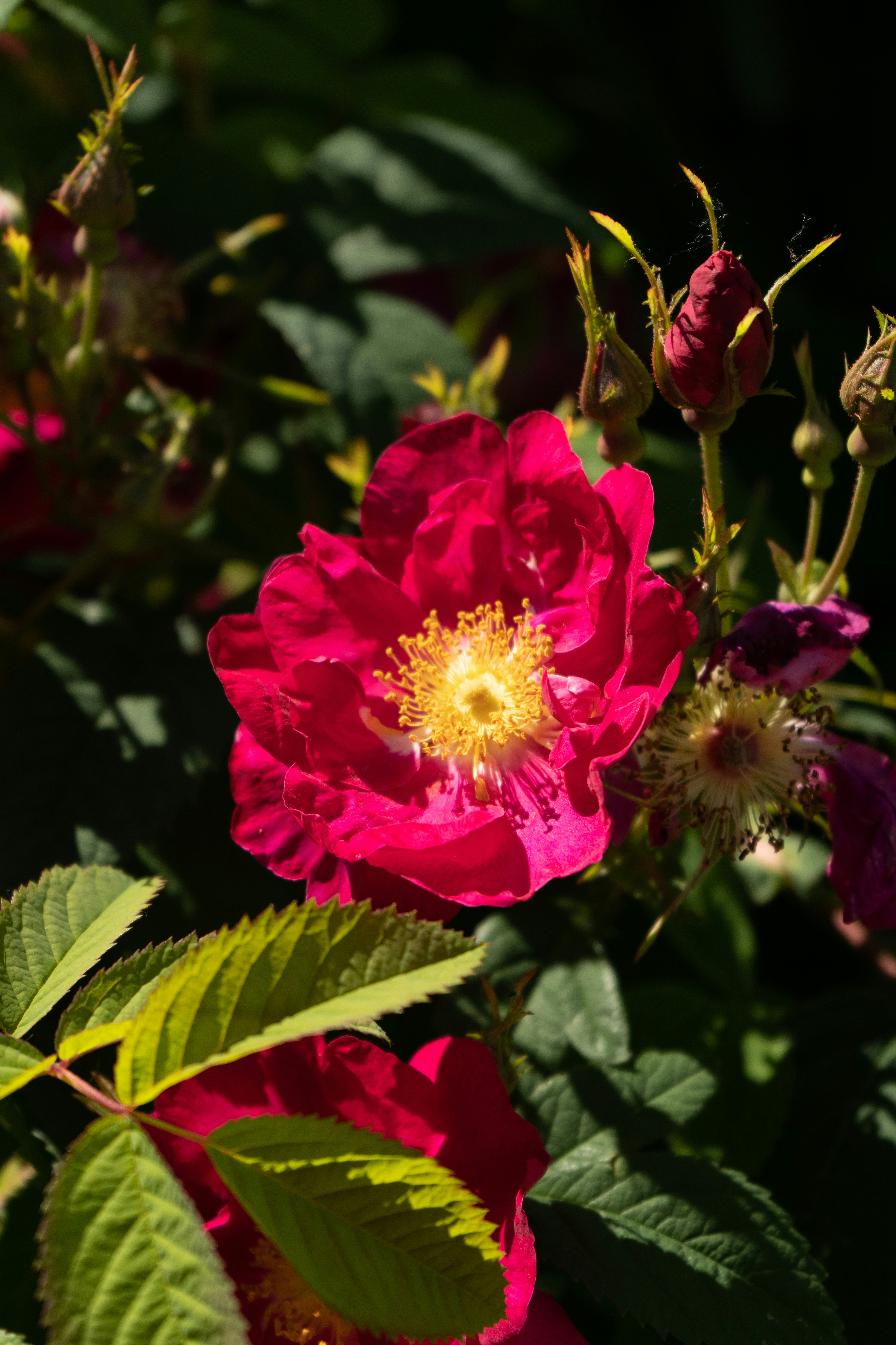 Sunlit Crimson Rose: A Velvet Bloom in Dappled Shade