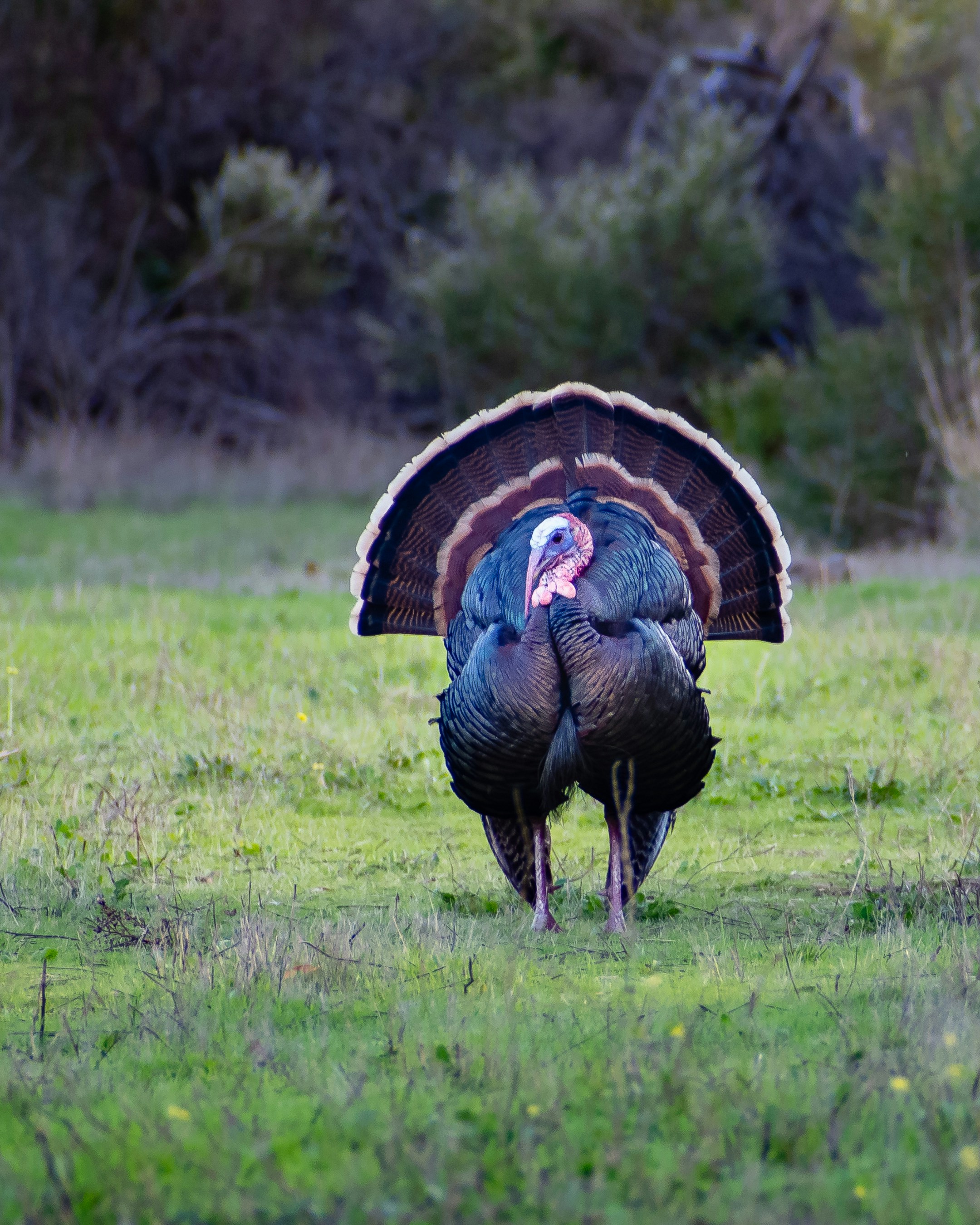 The Regal Display of Wild Turkeys
