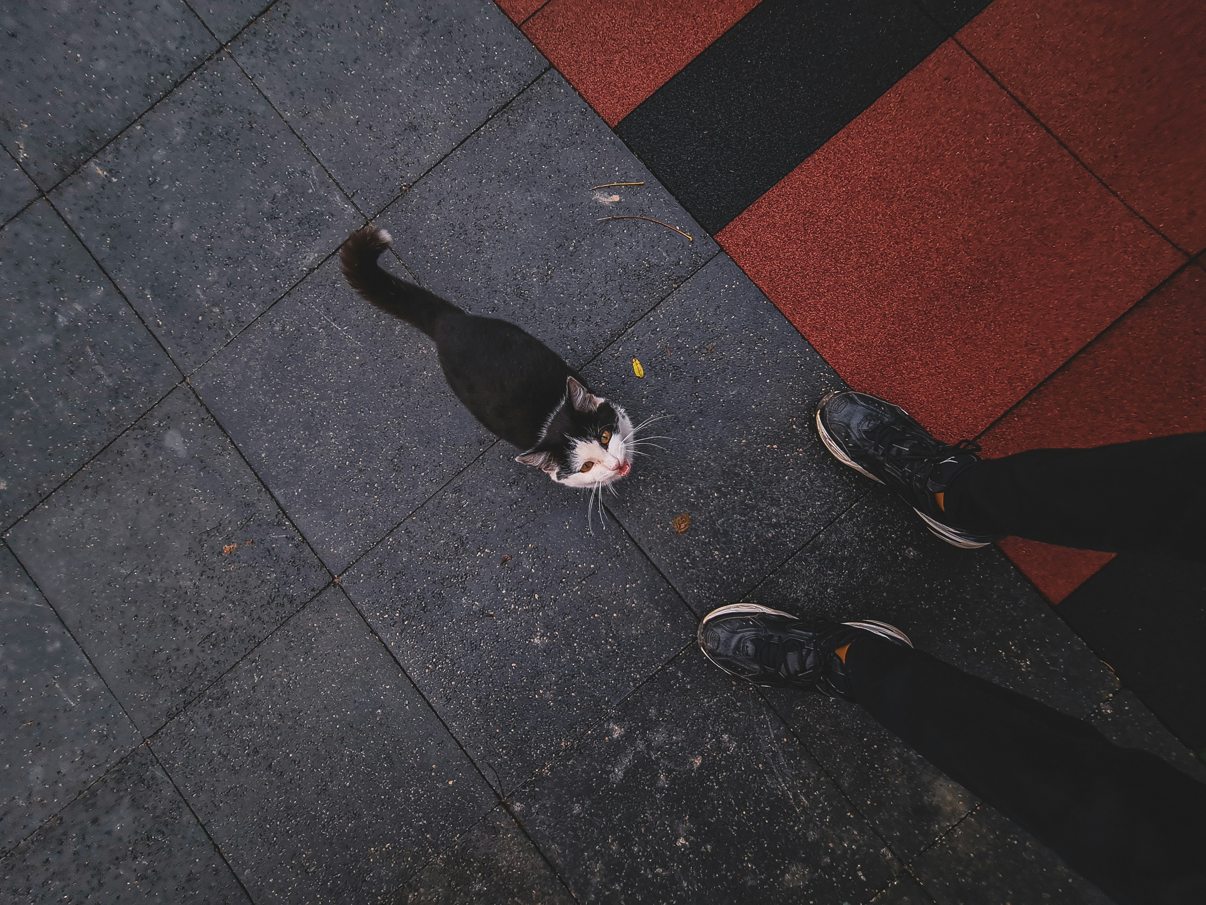 A playful cat gazes upward from a patterned pavement, framed by a pair of sneakers. The scene captures an unexpected moment of connection.