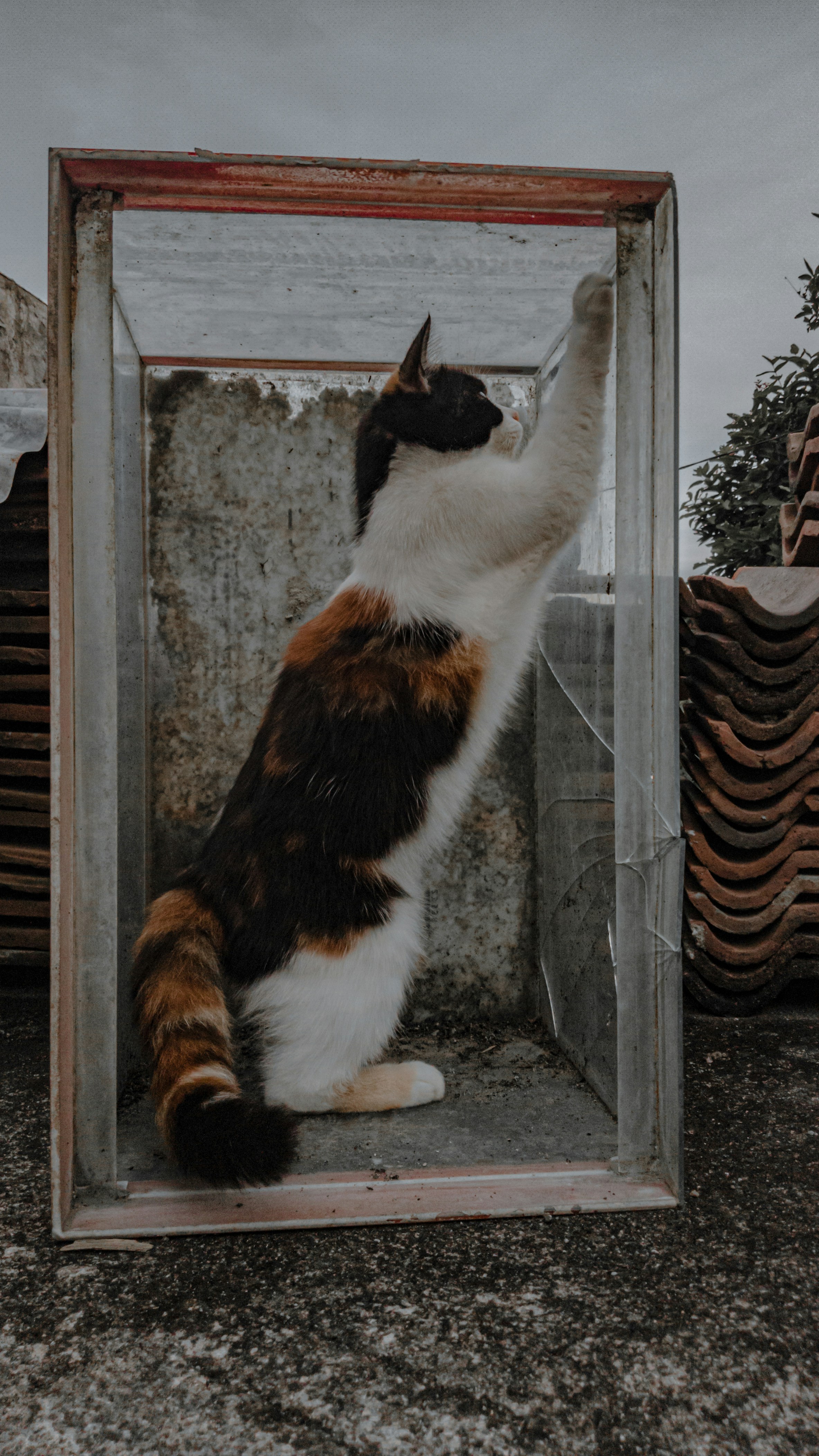Glass chamber ascent: a calico cat stretches mid-entry