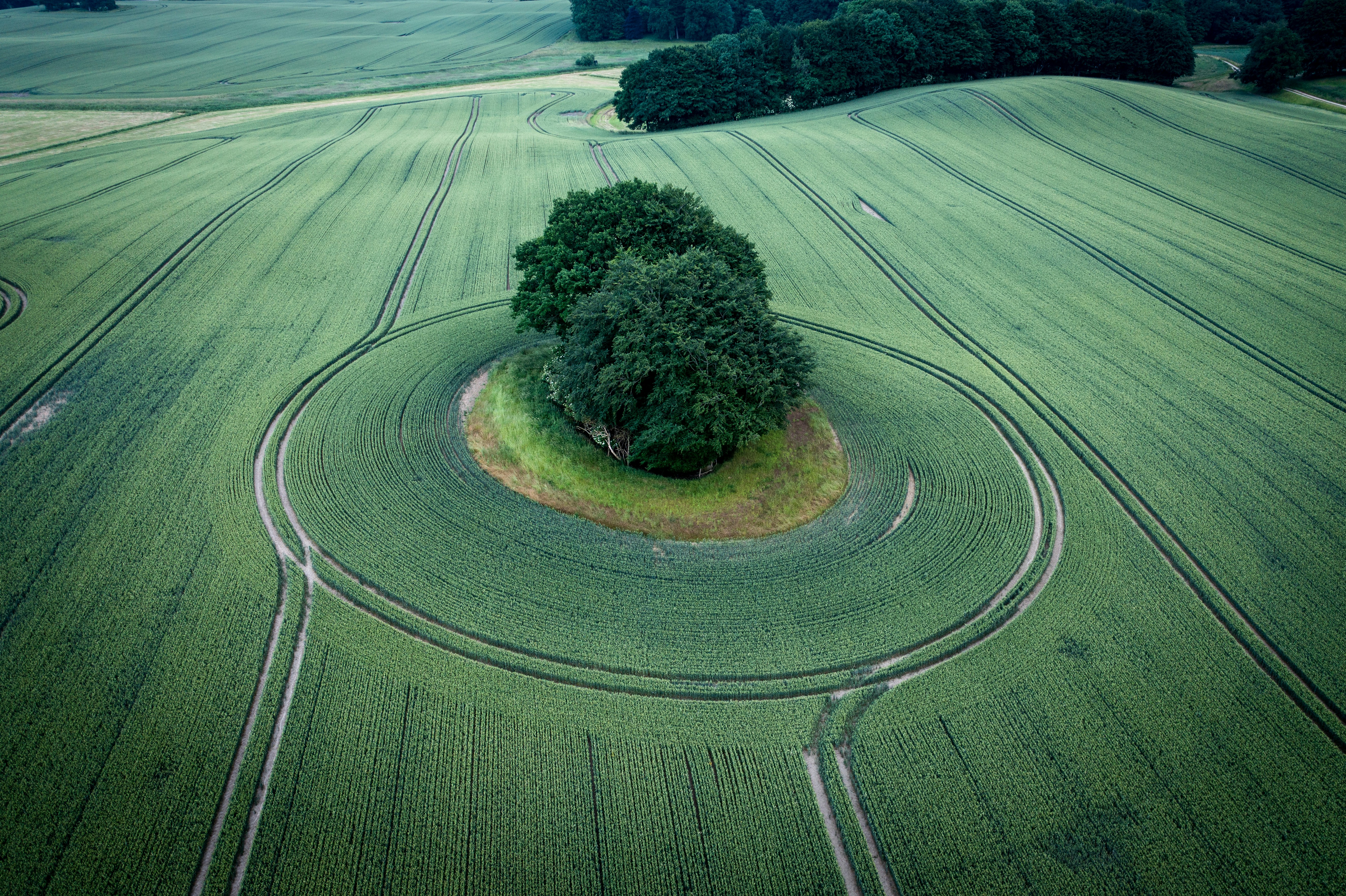 Circular Echoes: The Lone Tree Centered in Rings of Cropland