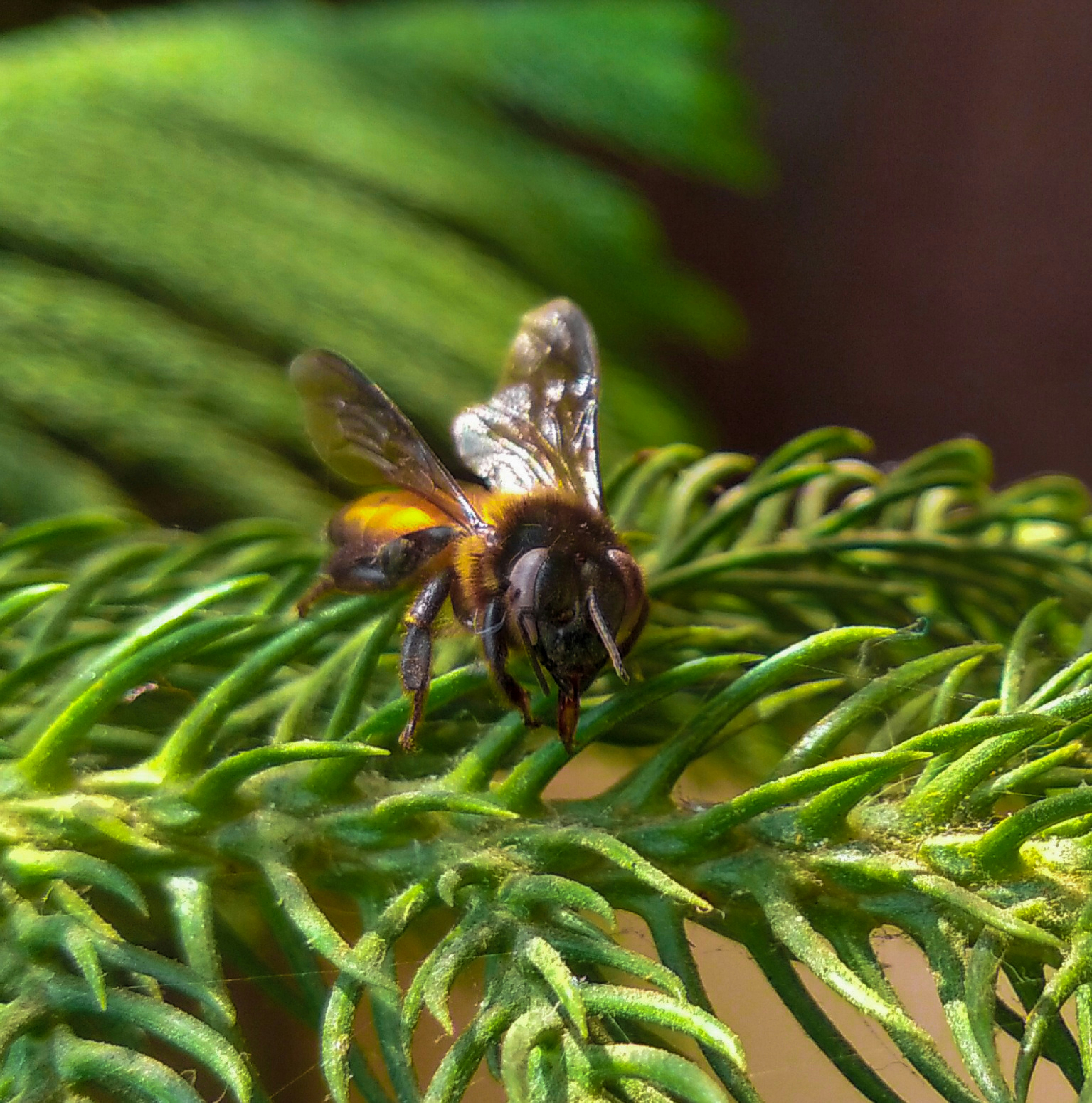 A close-up view of a bee perched on a vibrant green leaf, showcasing intricate details of its wings and body. The scene highlights the bee's role in the ecosystem.