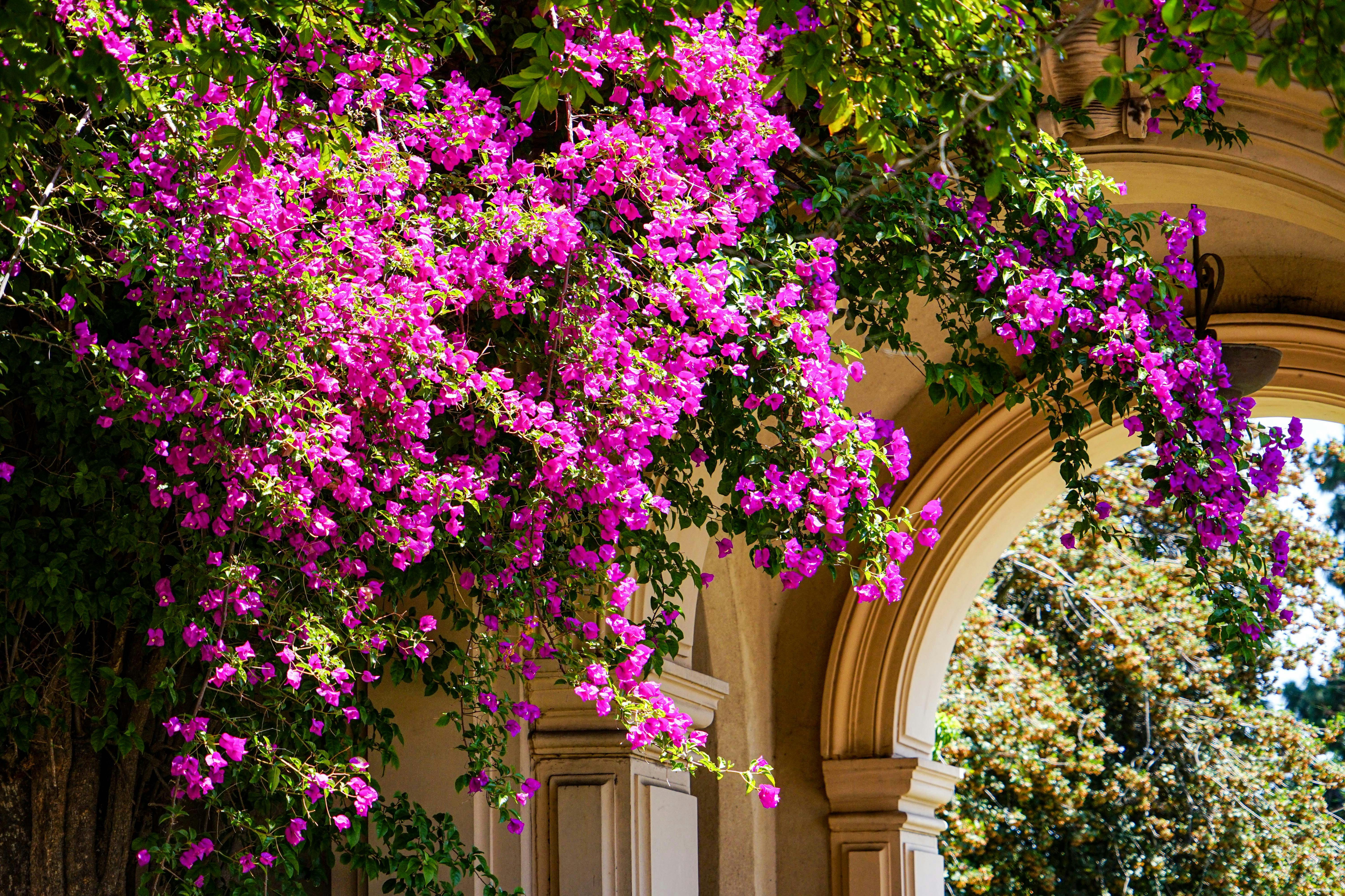 A building with purple flowers photo – Free Balboa park Image on Unsplash