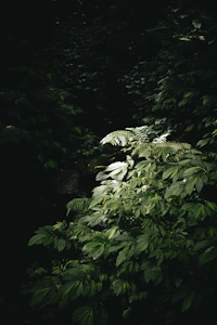 A Quiet Break in Twilight Understory: Light on Ferns