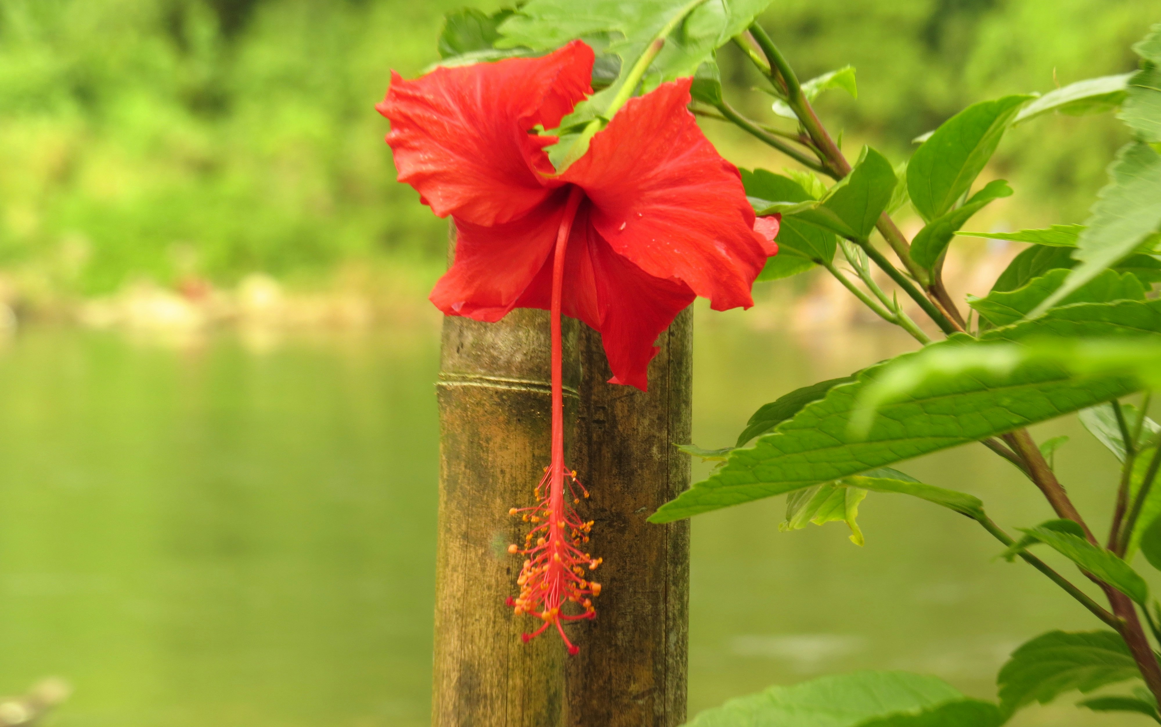 Crimson Hibiscus on a Weathered Post by a Serene Pond