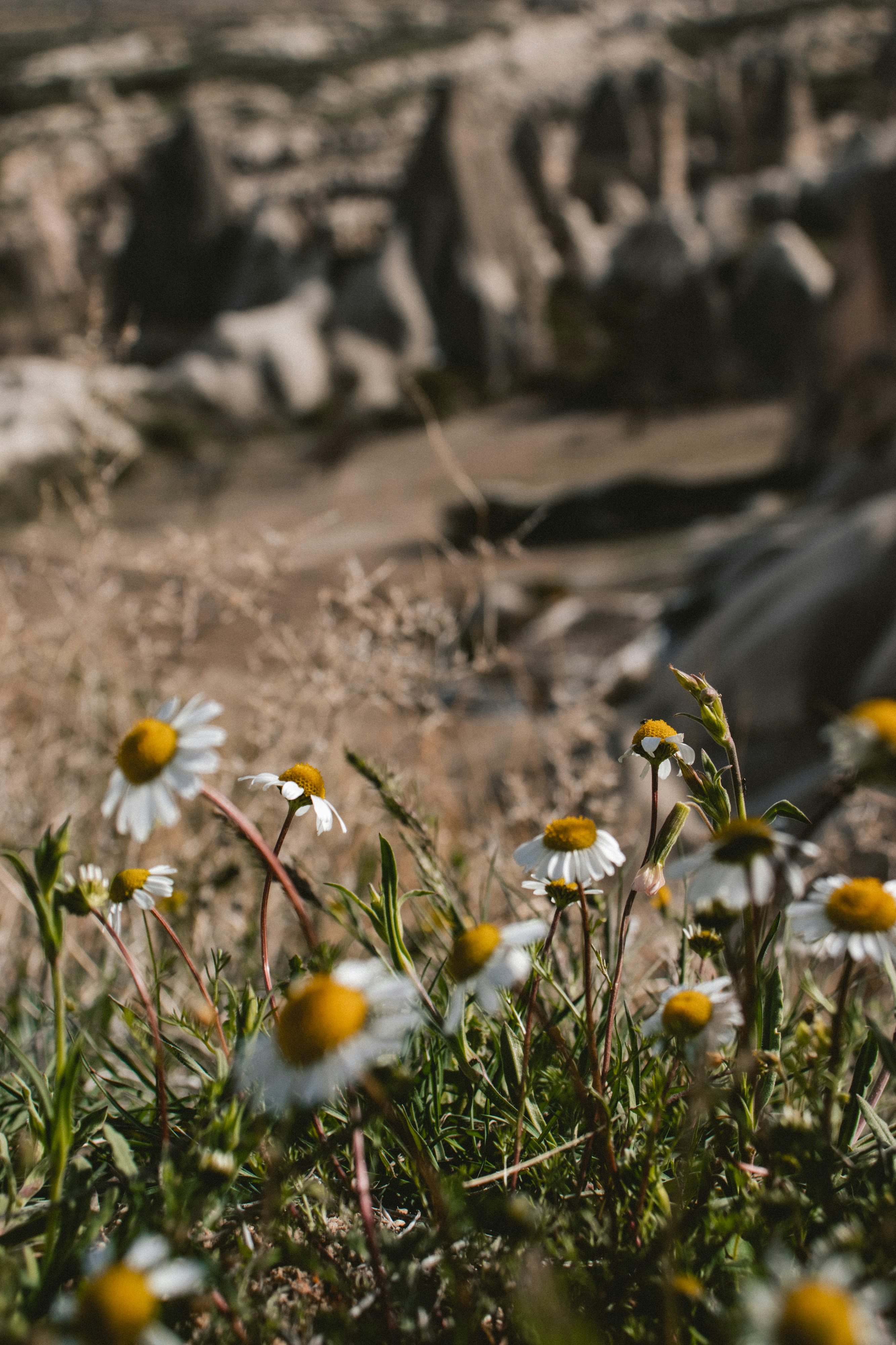 Daisies at the Coastal Verge: Quiet Light and Blur