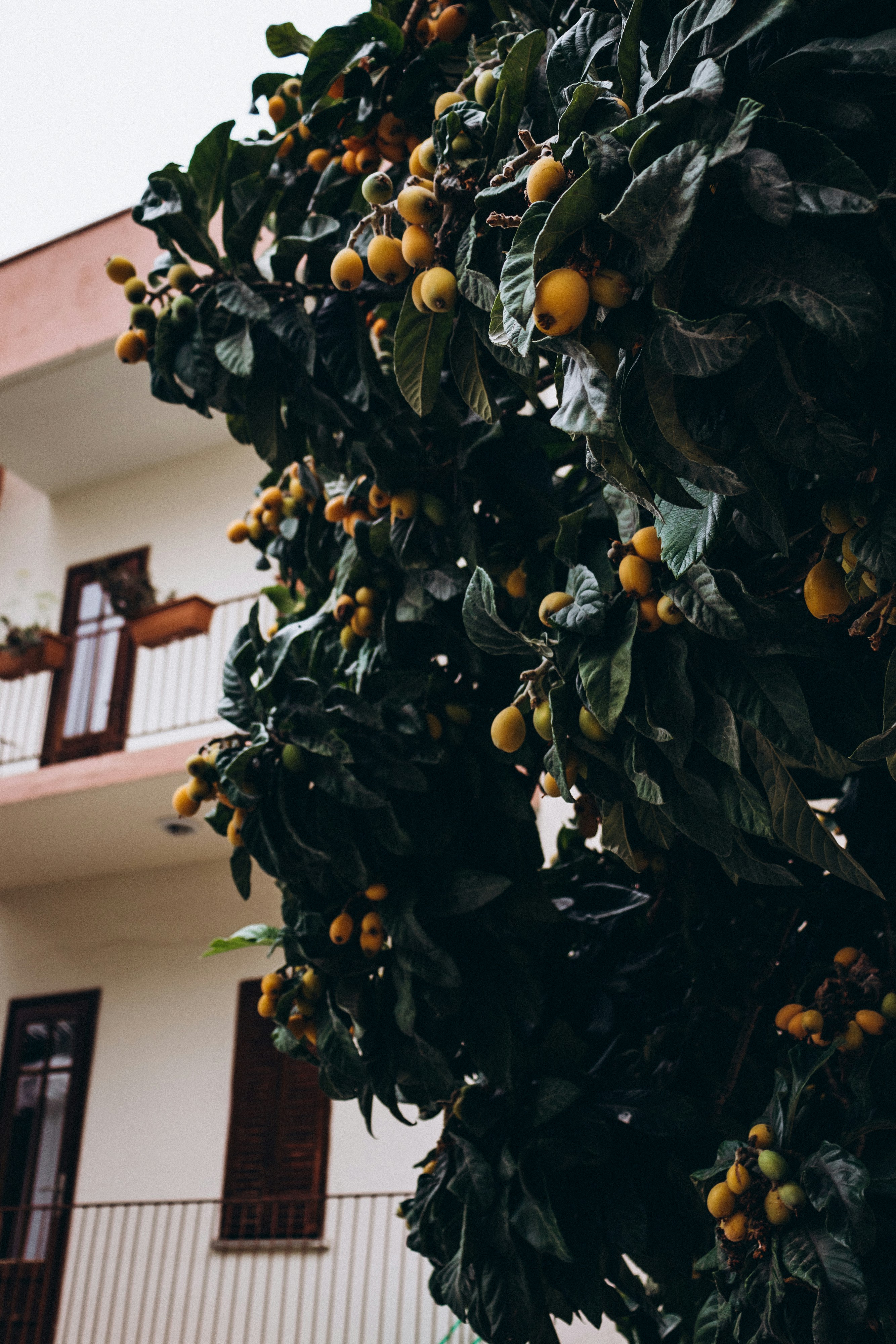 a tree with oranges growing on it