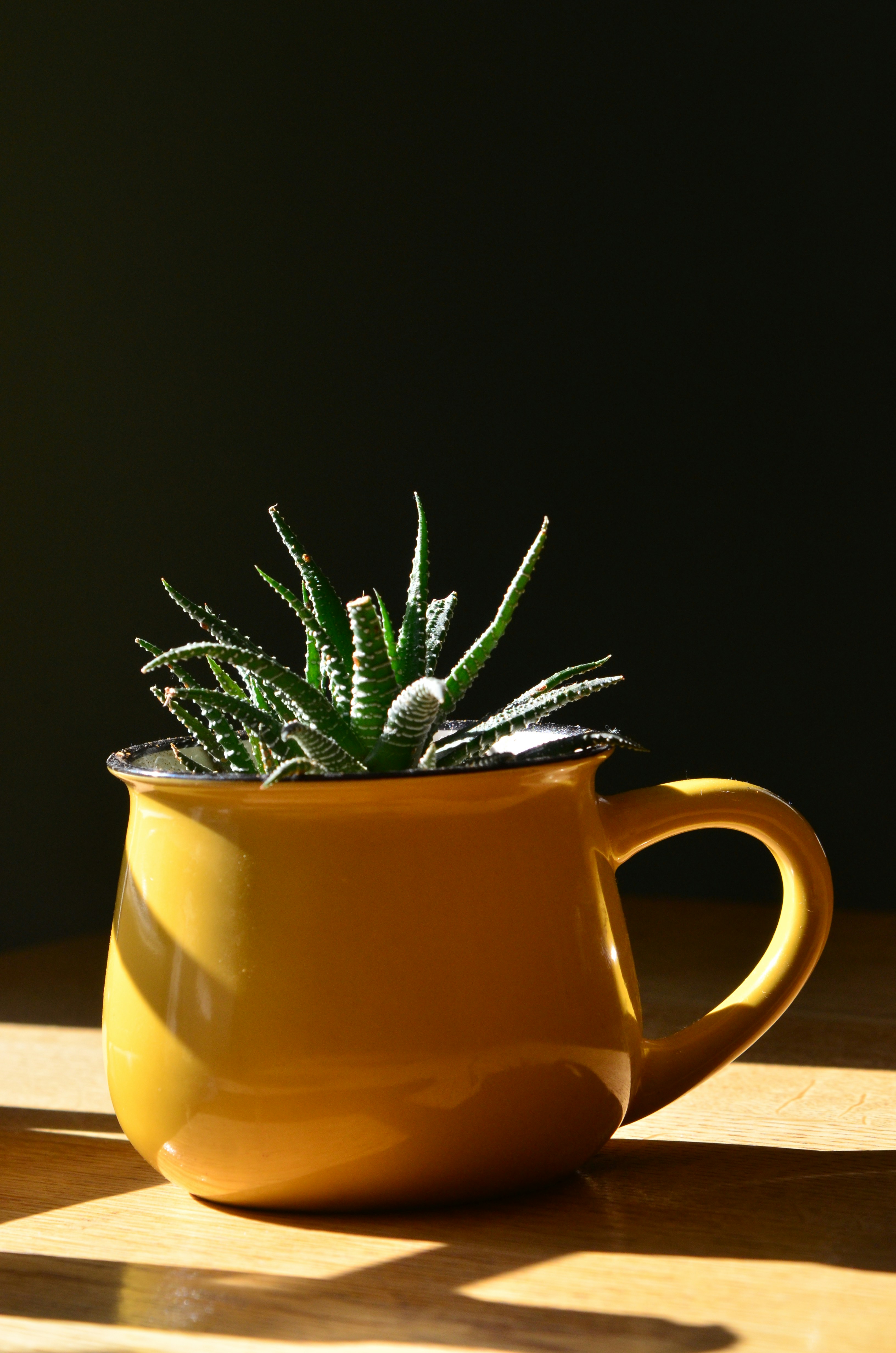 A vibrant yellow mug houses a lush succulent, illuminated by soft sunlight filtering through the room. The interplay of light and shadow enhances the plant's intricate details.