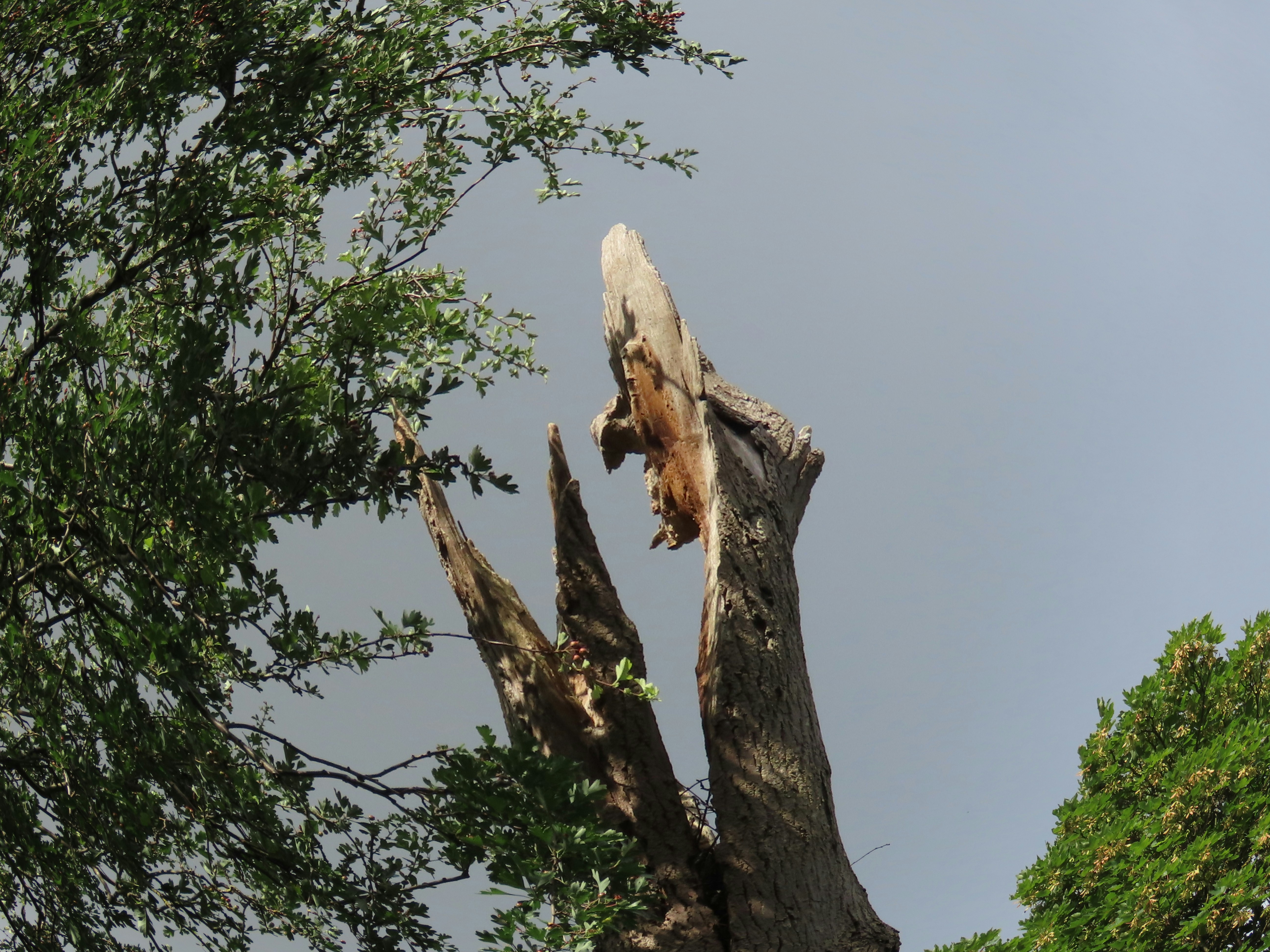 a tree with a skeleton on it