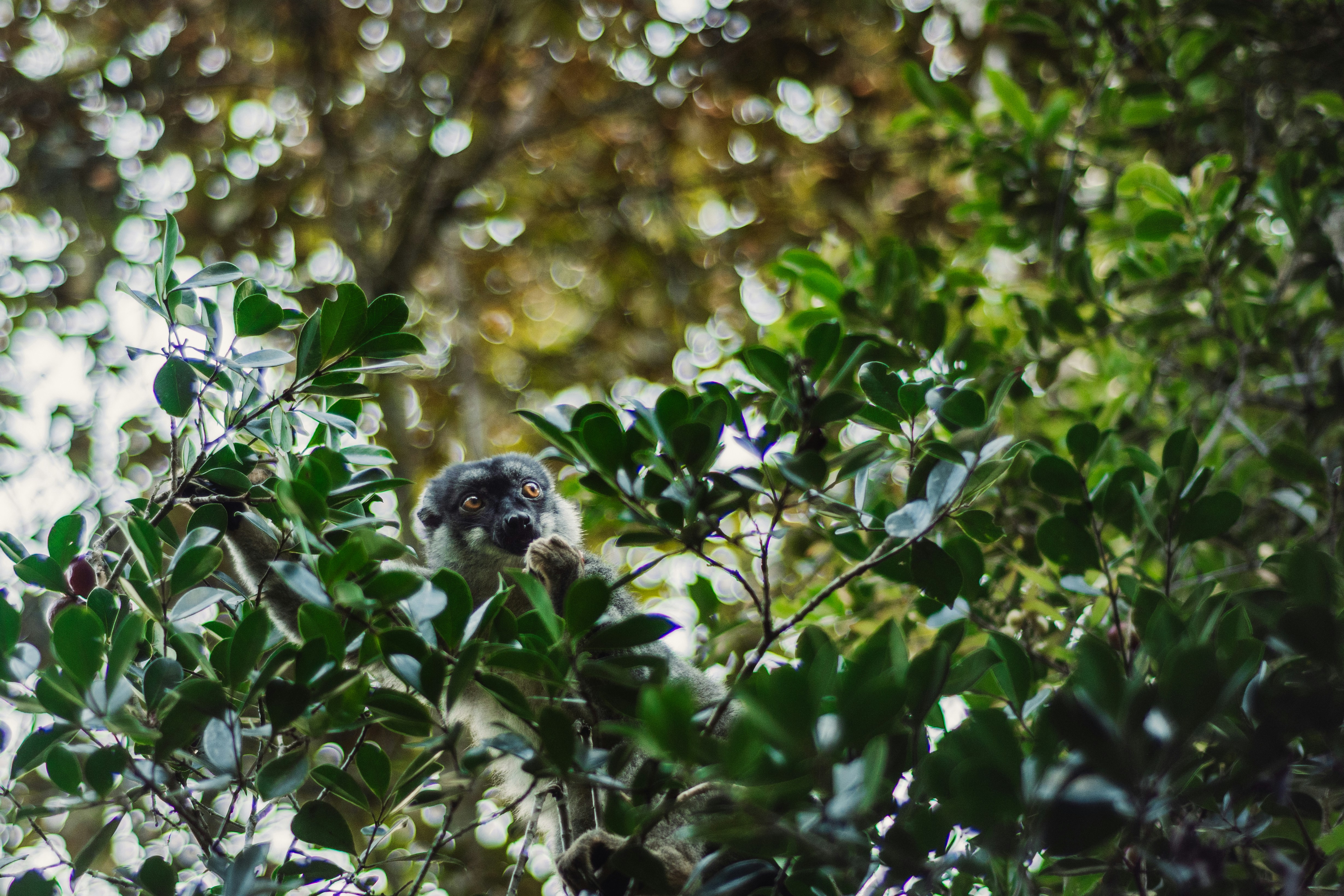 Curious monkey peering through lush green foliage, surrounded by dappled sunlight filtering through the trees.