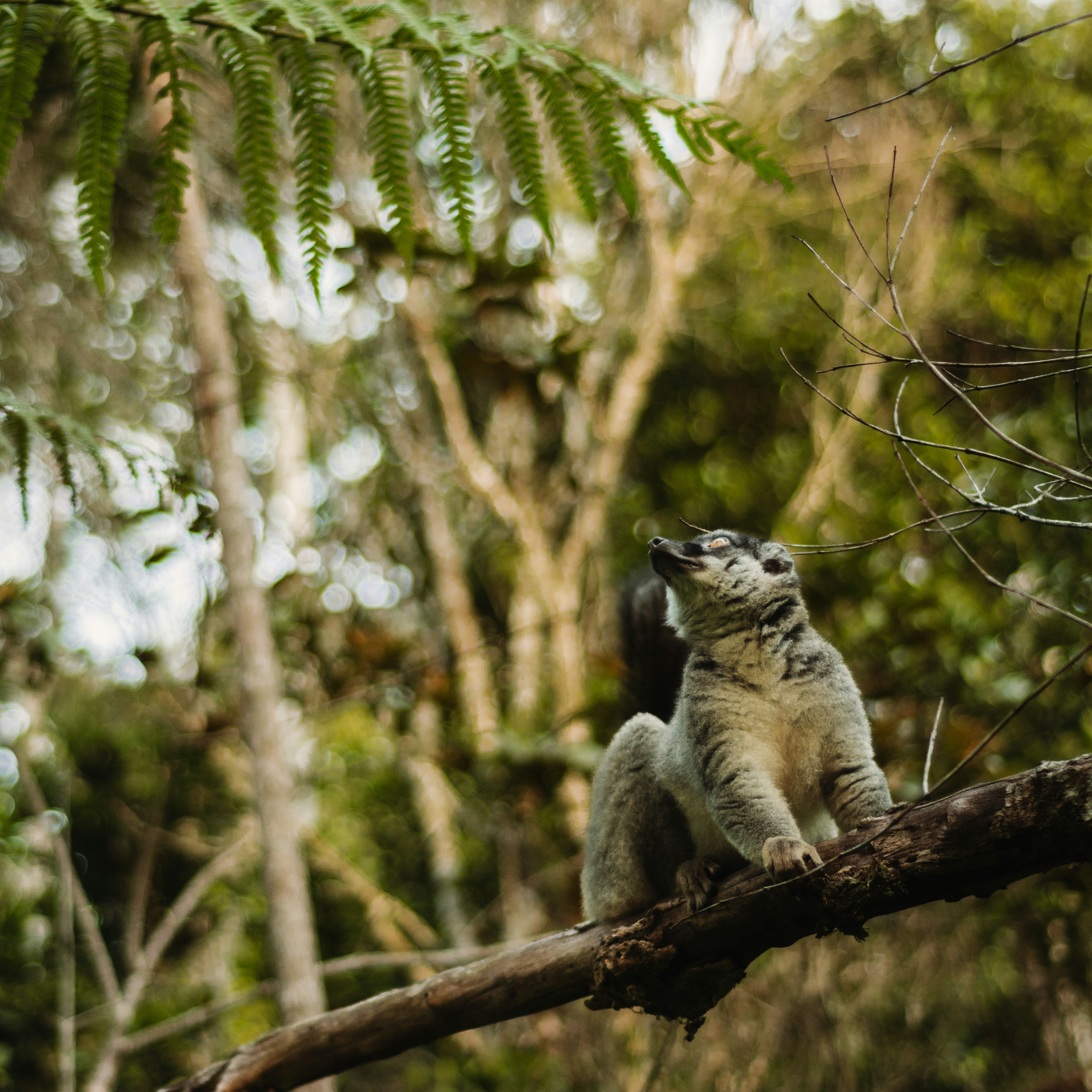 A raccoon sitting on a branch in front of a tree photo – Free ...