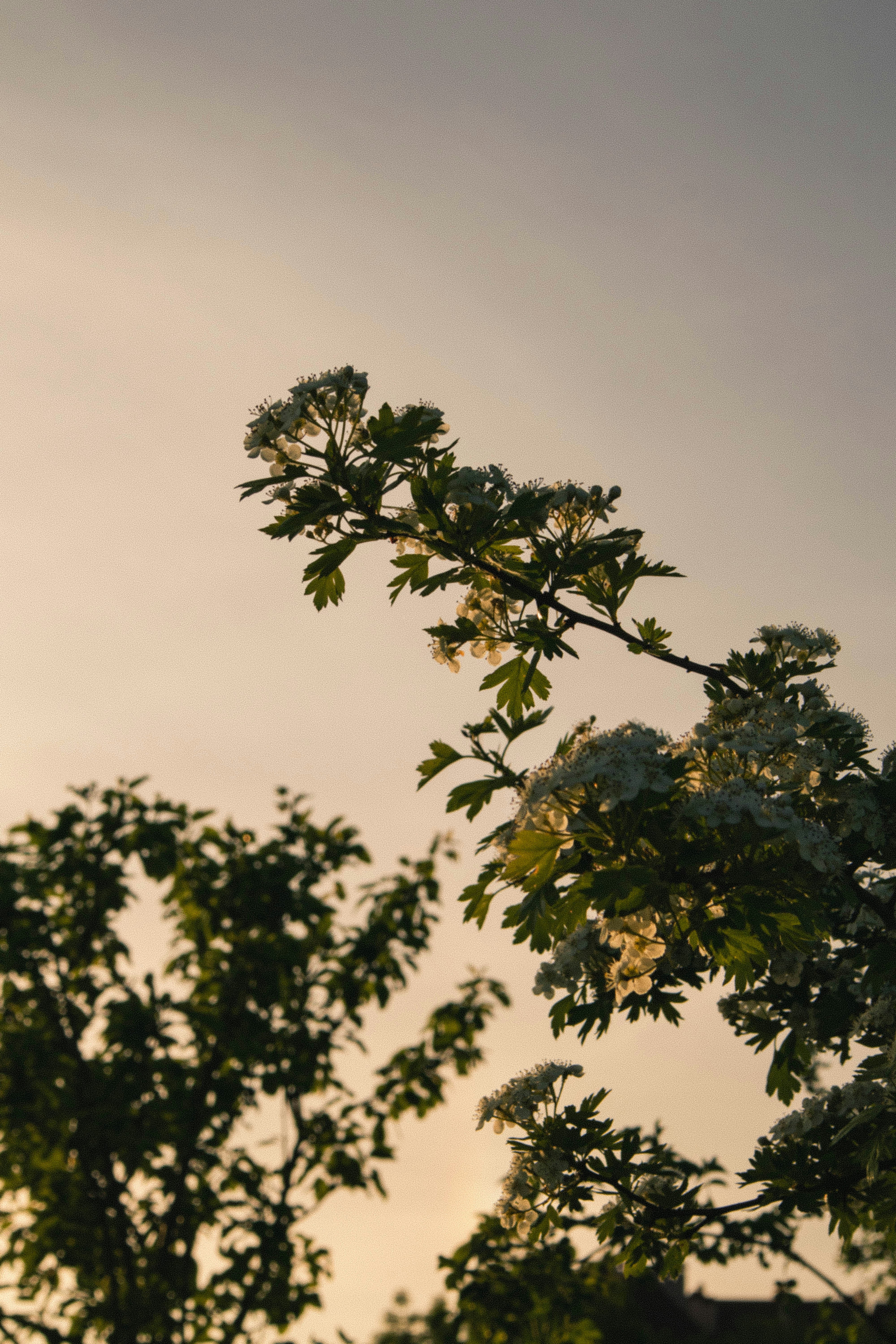 a tree with leaves