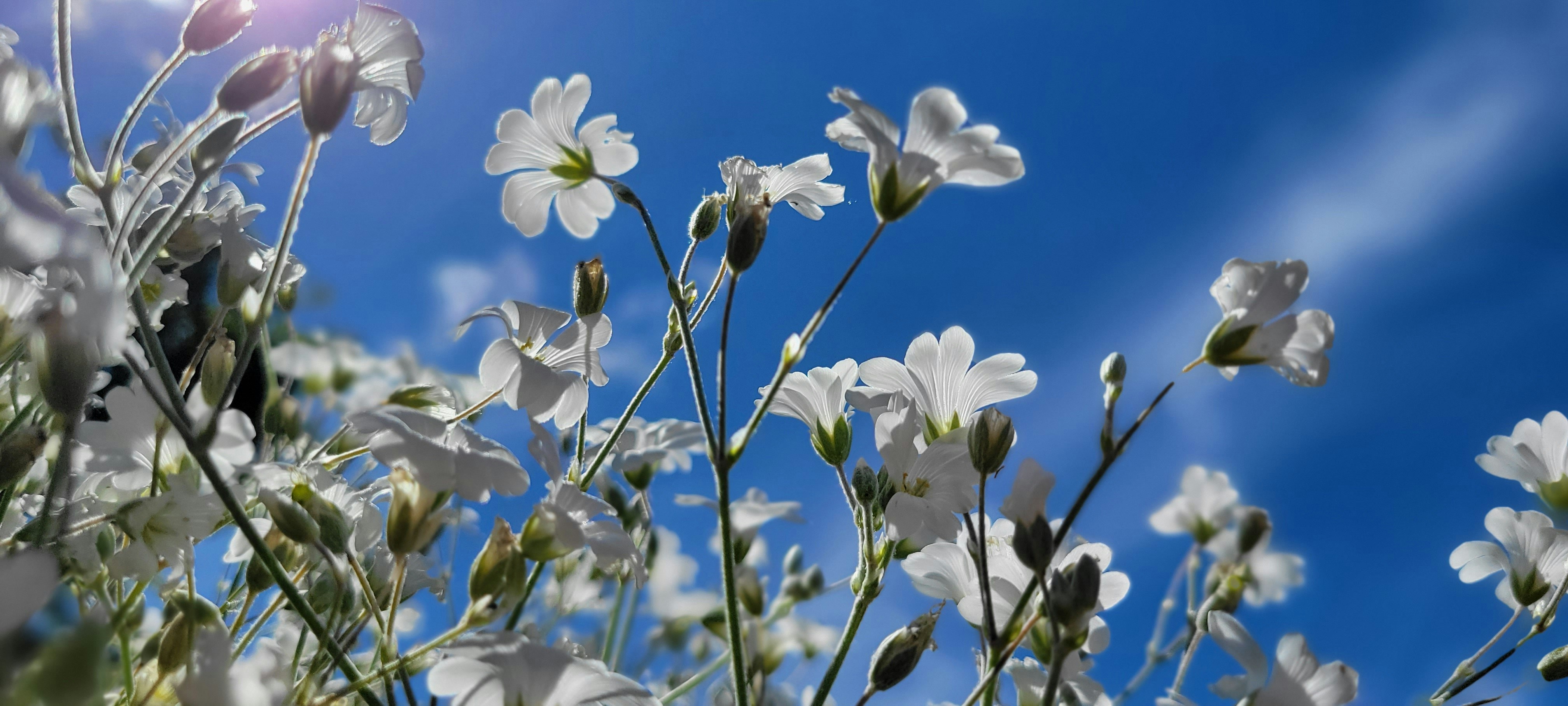 Snow-in-Summer, white flowers from underneath, looking up at the blue sky