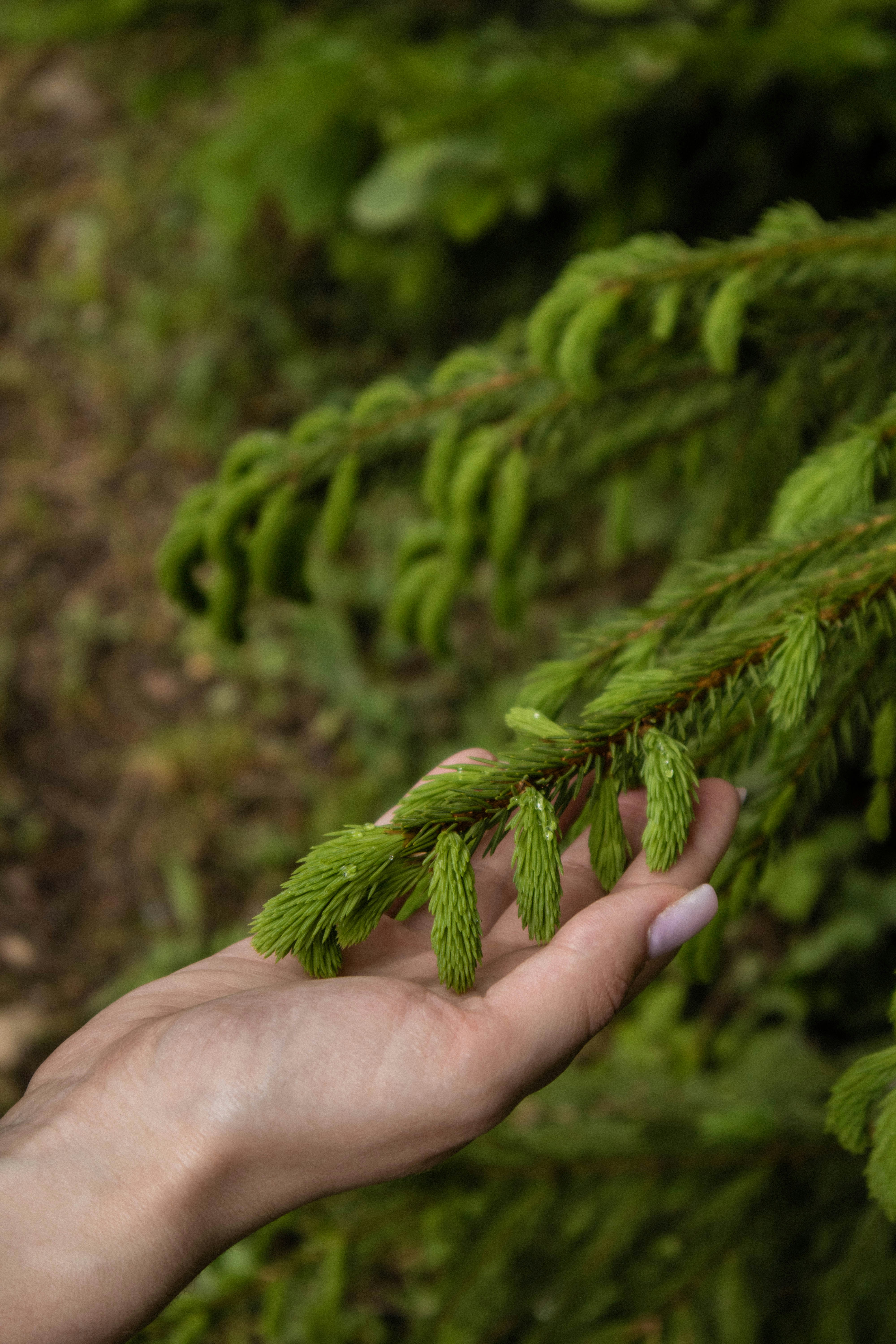 Soft Cedar Touch: Hand Grasping Tender Branches