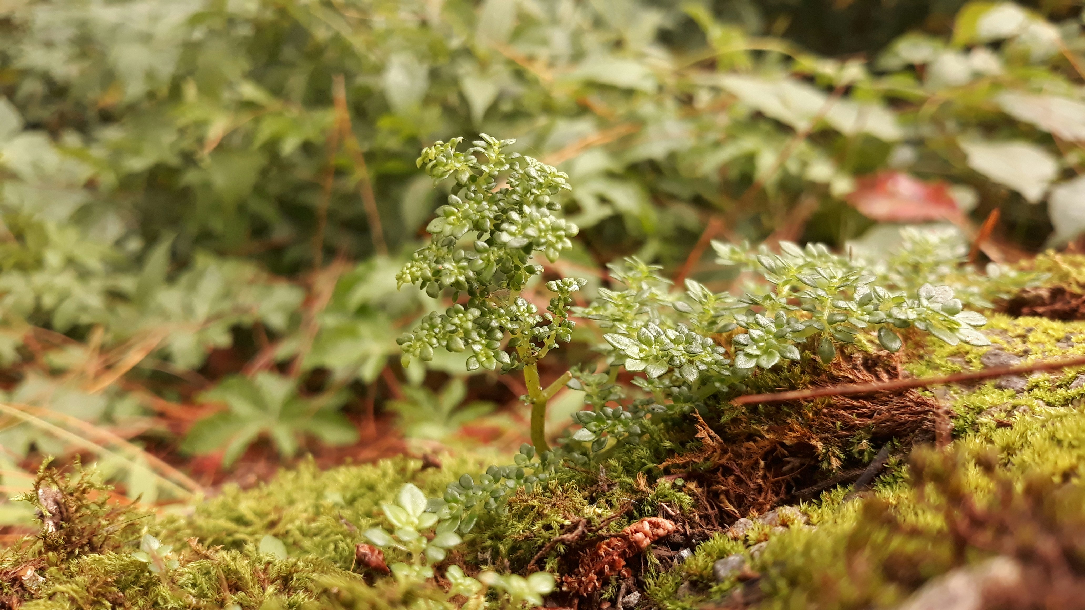 Lush green moss and delicate plants growing on a forest floor.