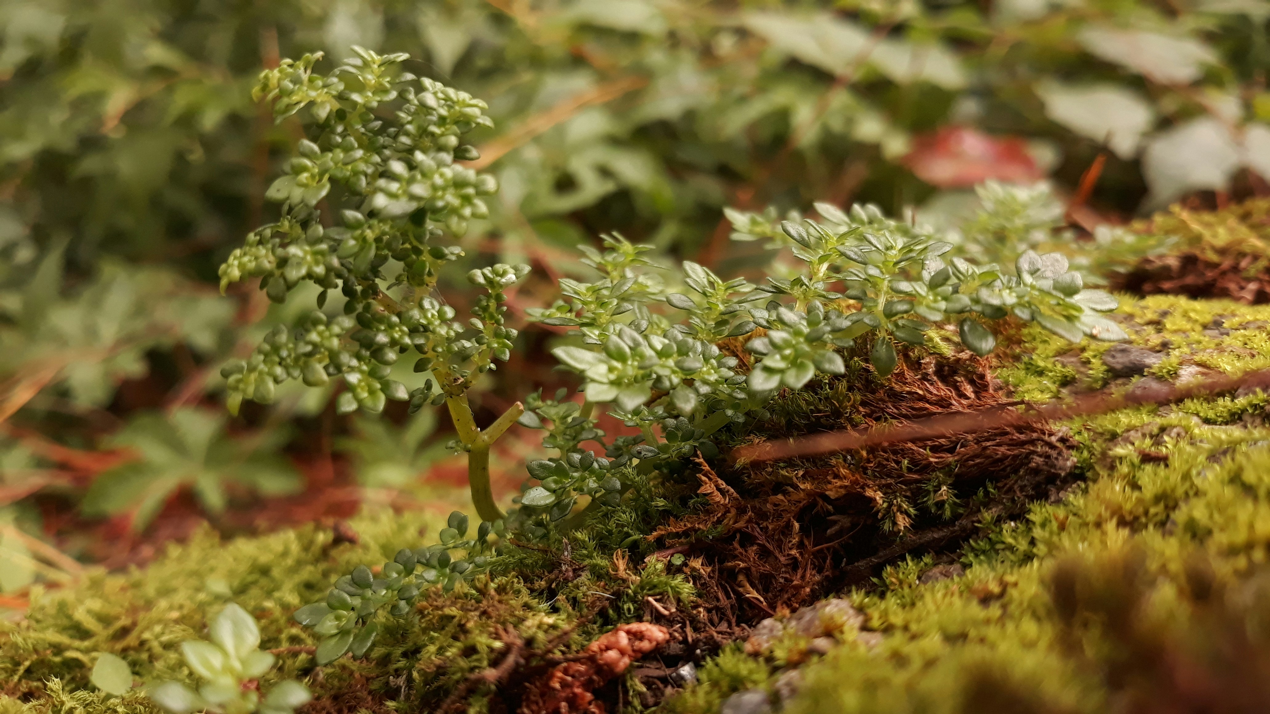 Tiny Leaves, Ancient Log: A Moss-Covered Microscape