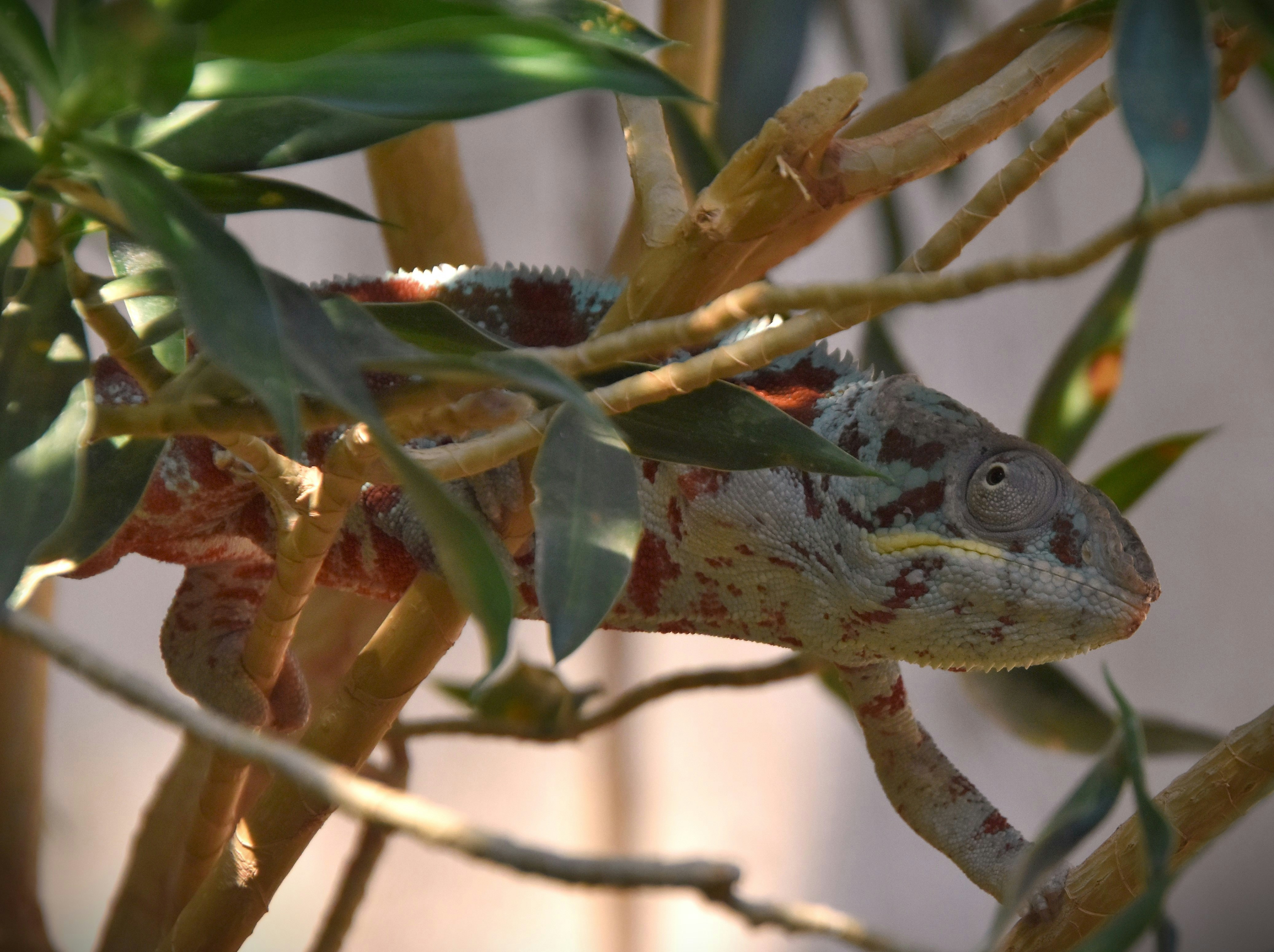 Scarlet-Speckled Gecko in Dappled Olive Branches