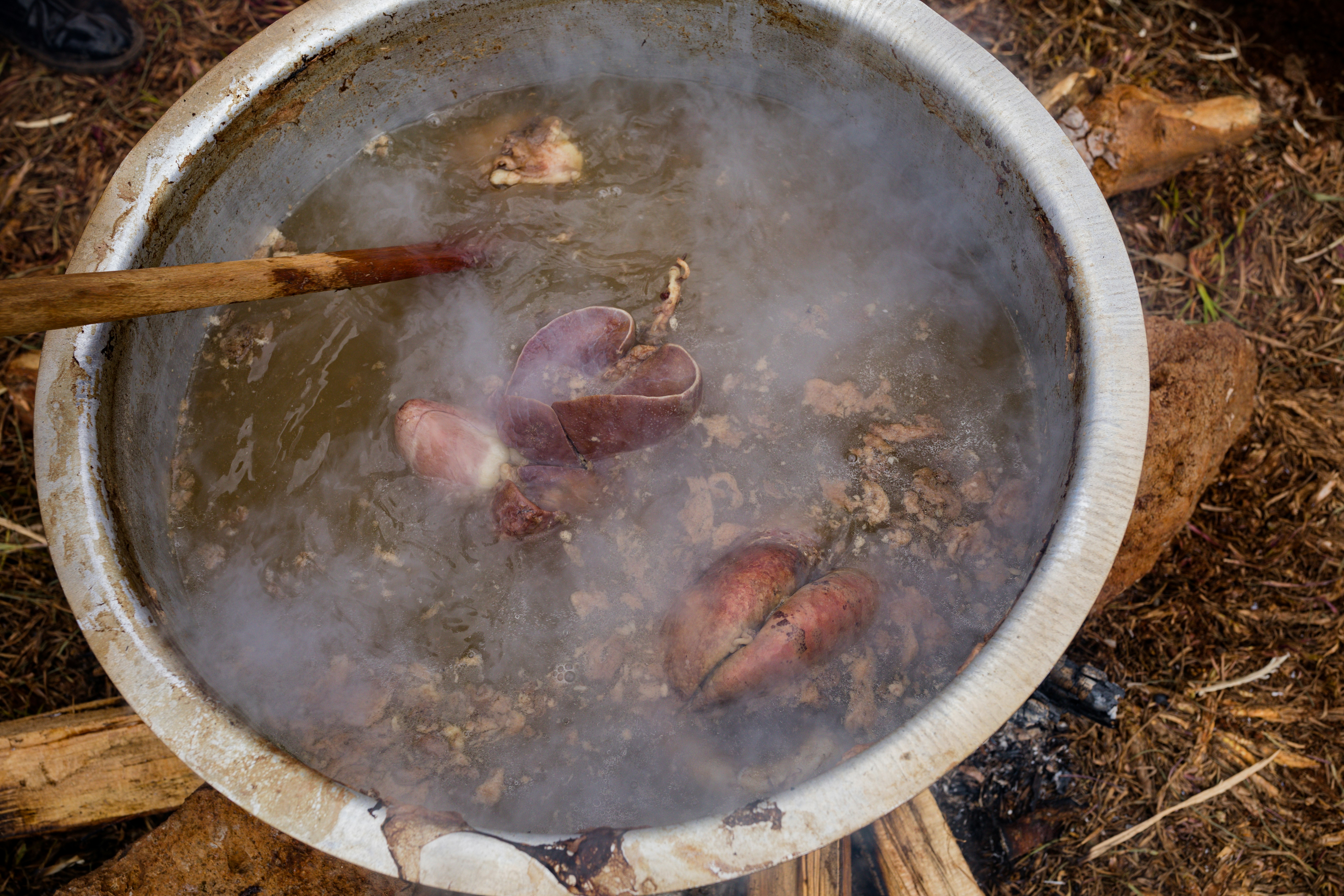 A bucket of water with a few small animals in it photo – Free Grey ...