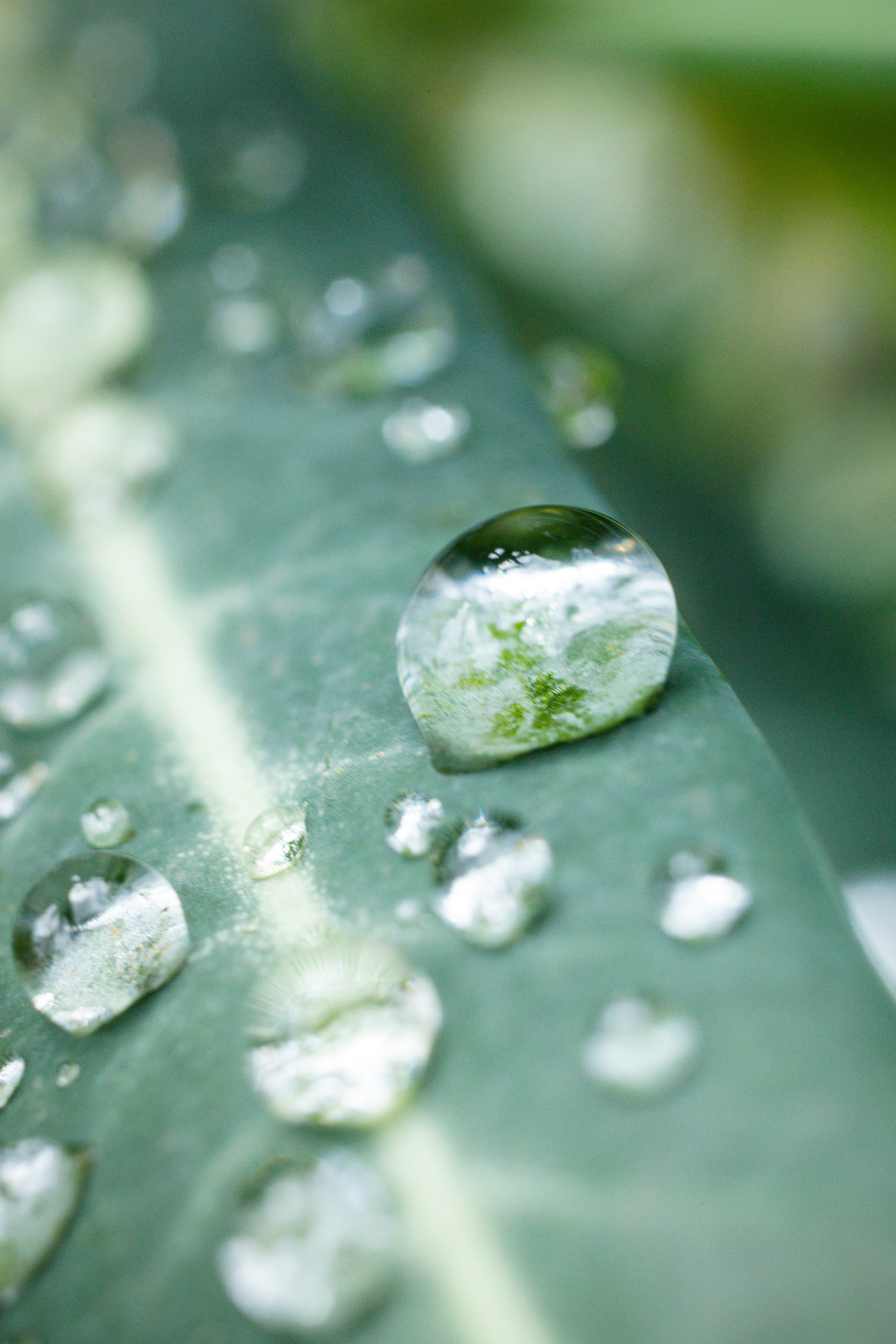 A close up of water drops photo – Free Grey Image on Unsplash