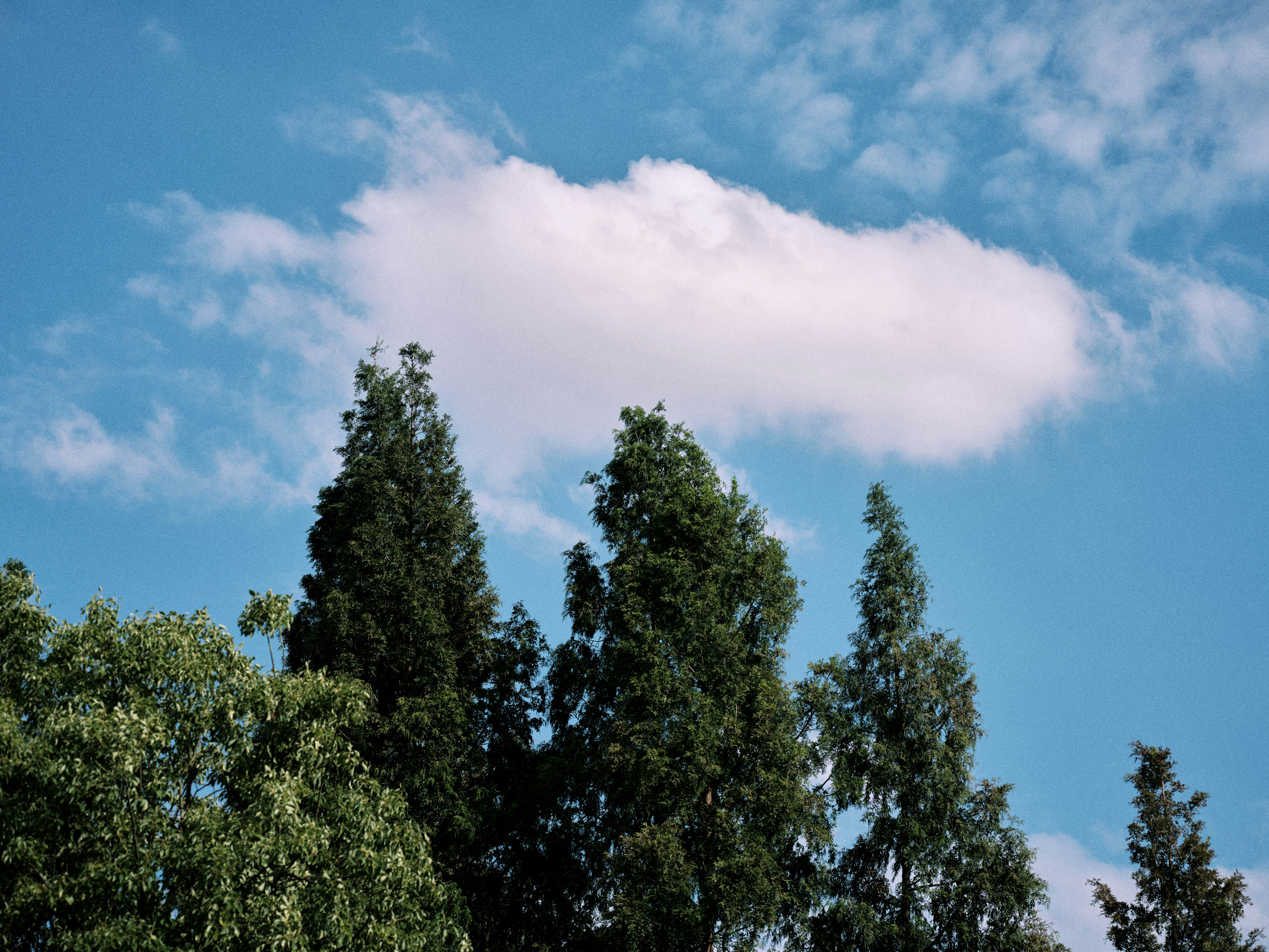 a group of trees under a cloudy sky