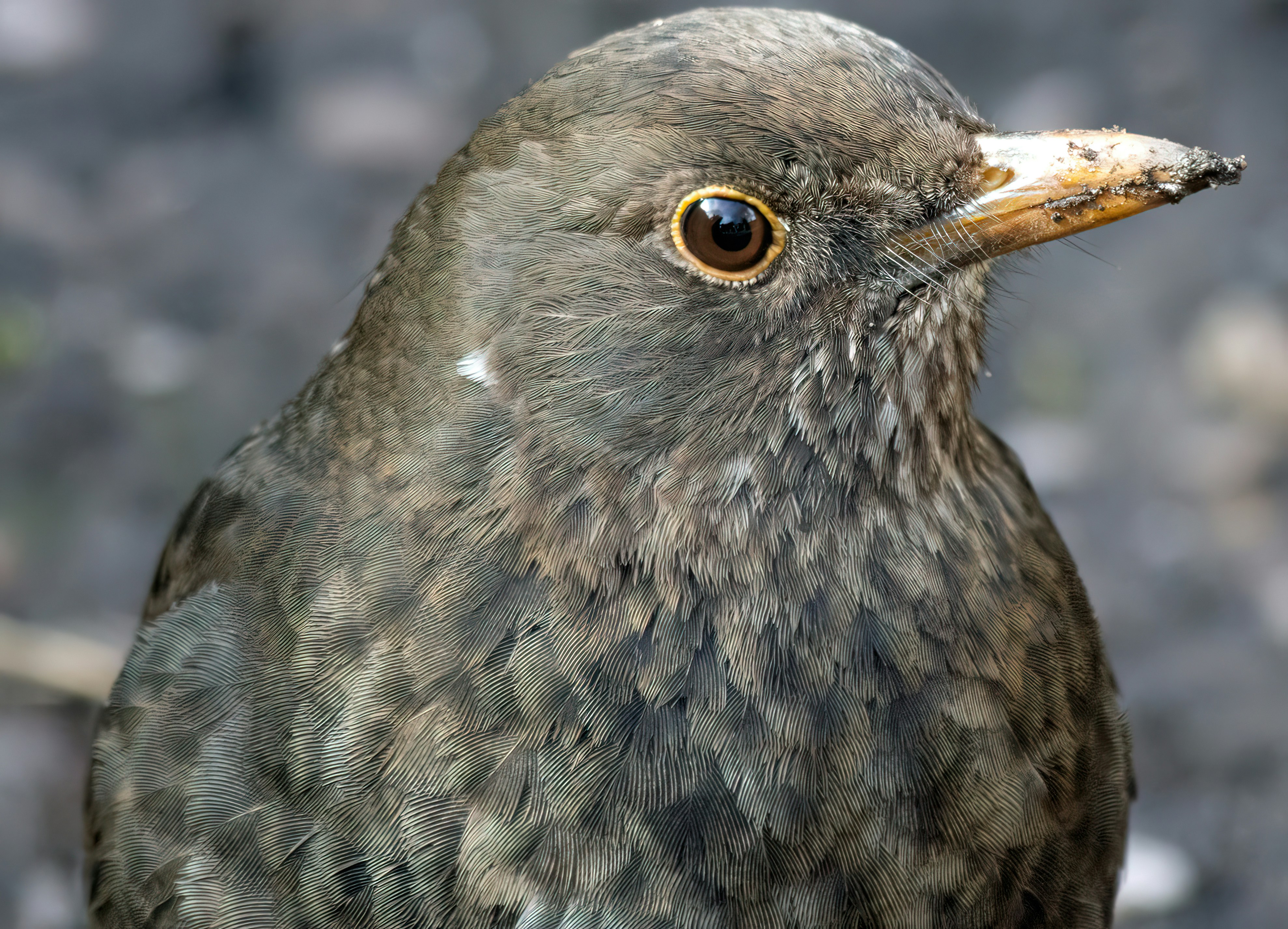 Female Blackbird portrait