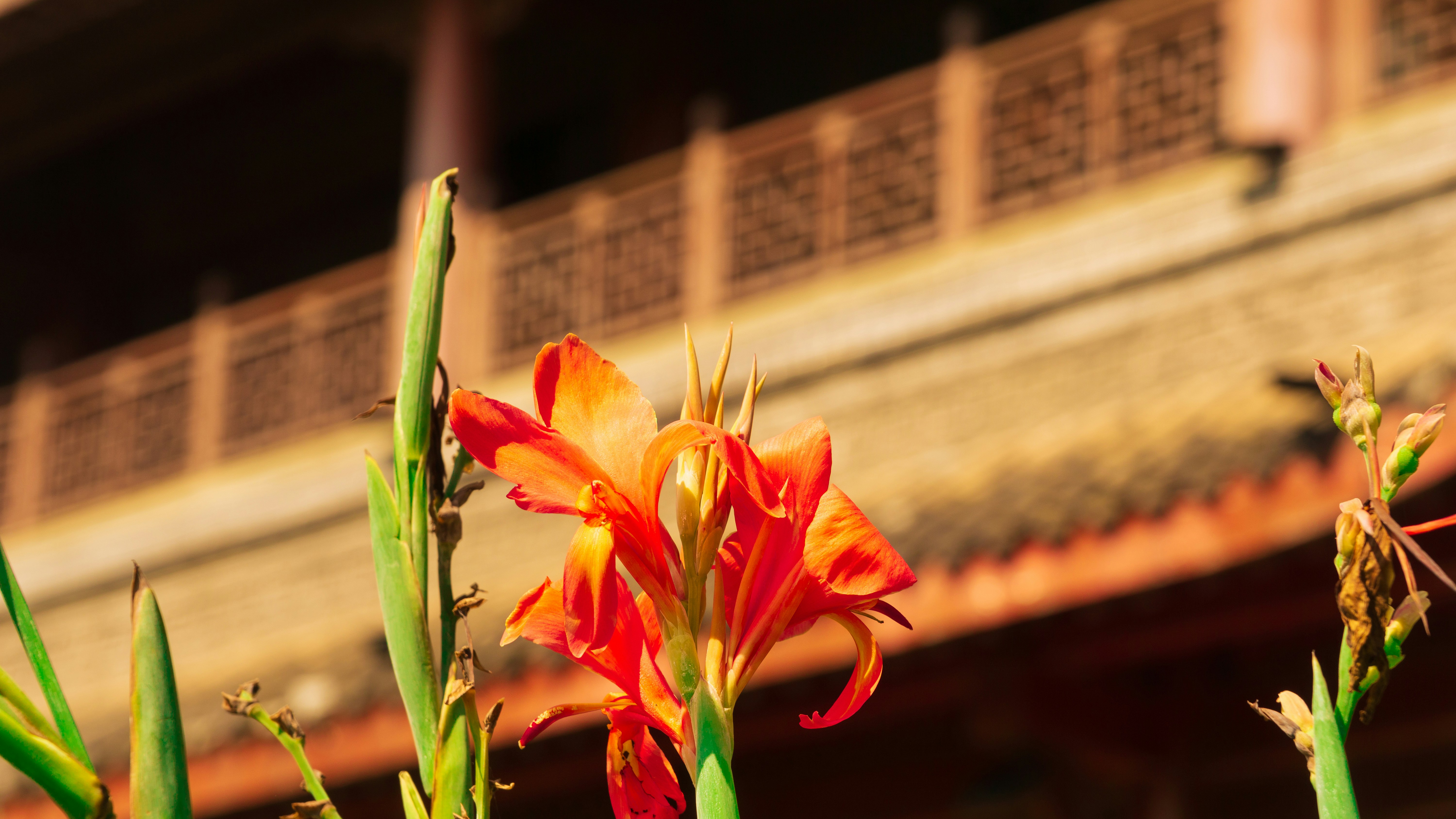 Luminous Orange Lily Crowned by Sunlit Balcony