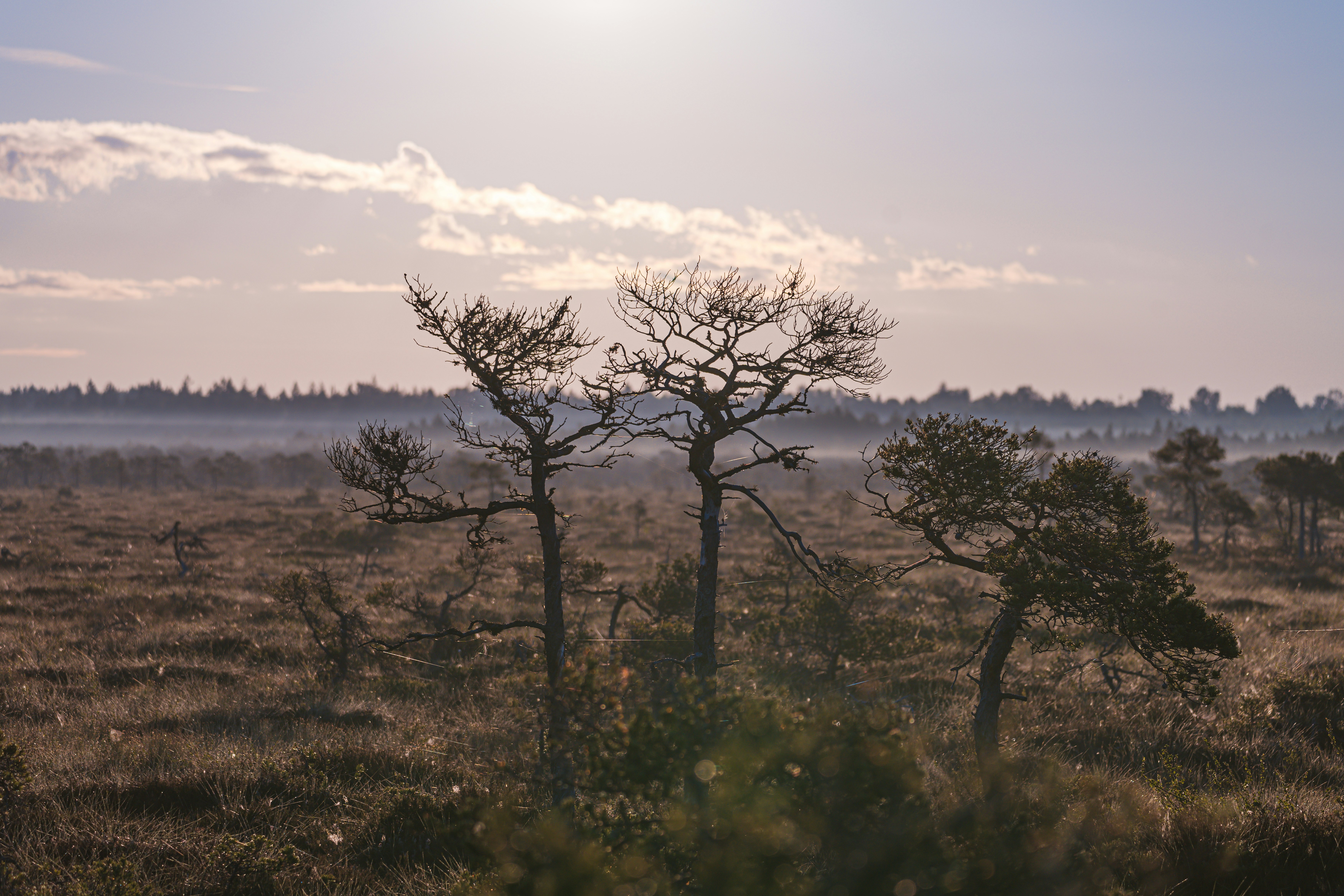 Photo by Janek Valdsalu with Sony Alpha 7 IV