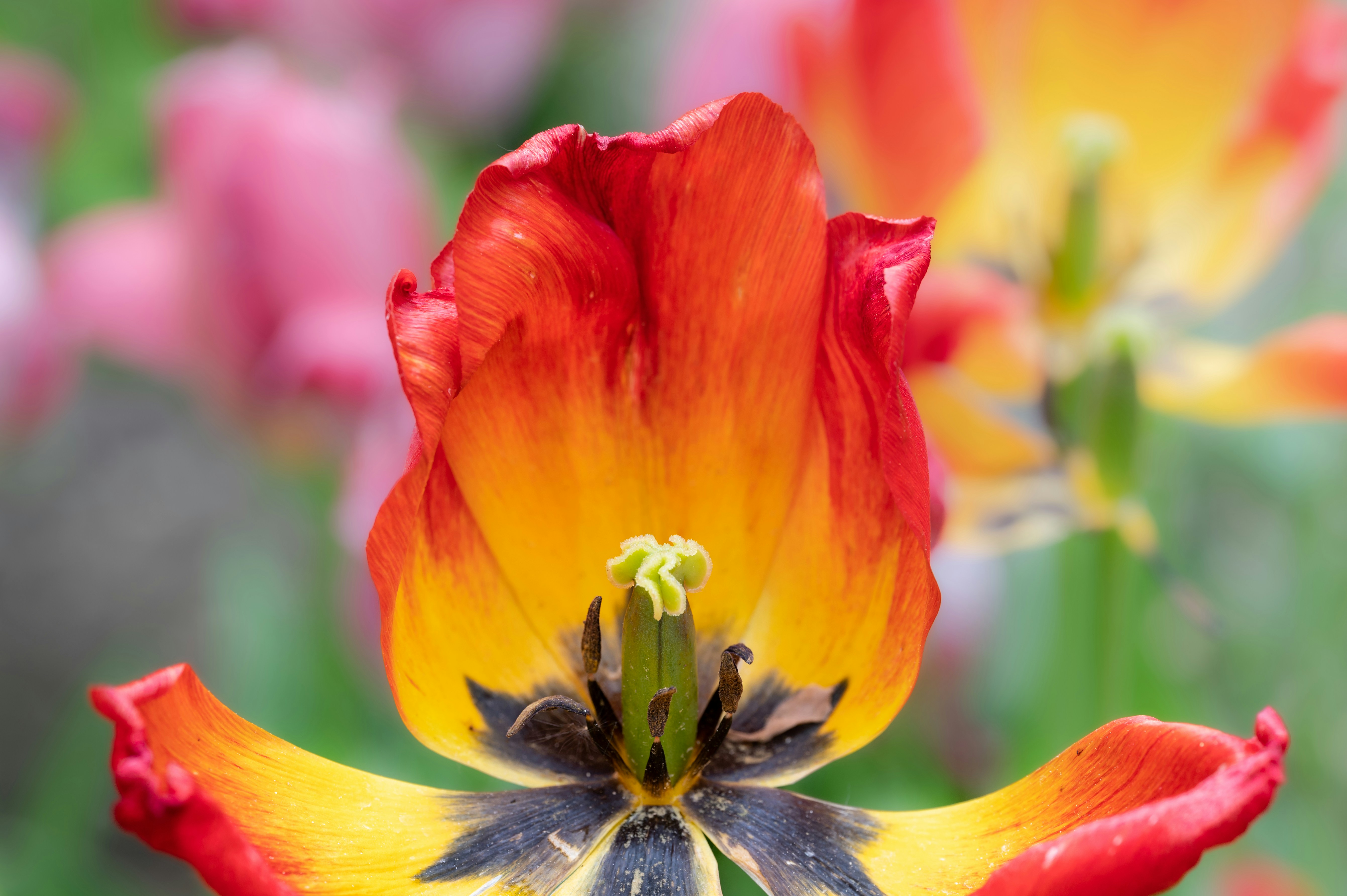 Ember Bloom: The Tulip's Fiery Core in Macro Detail.