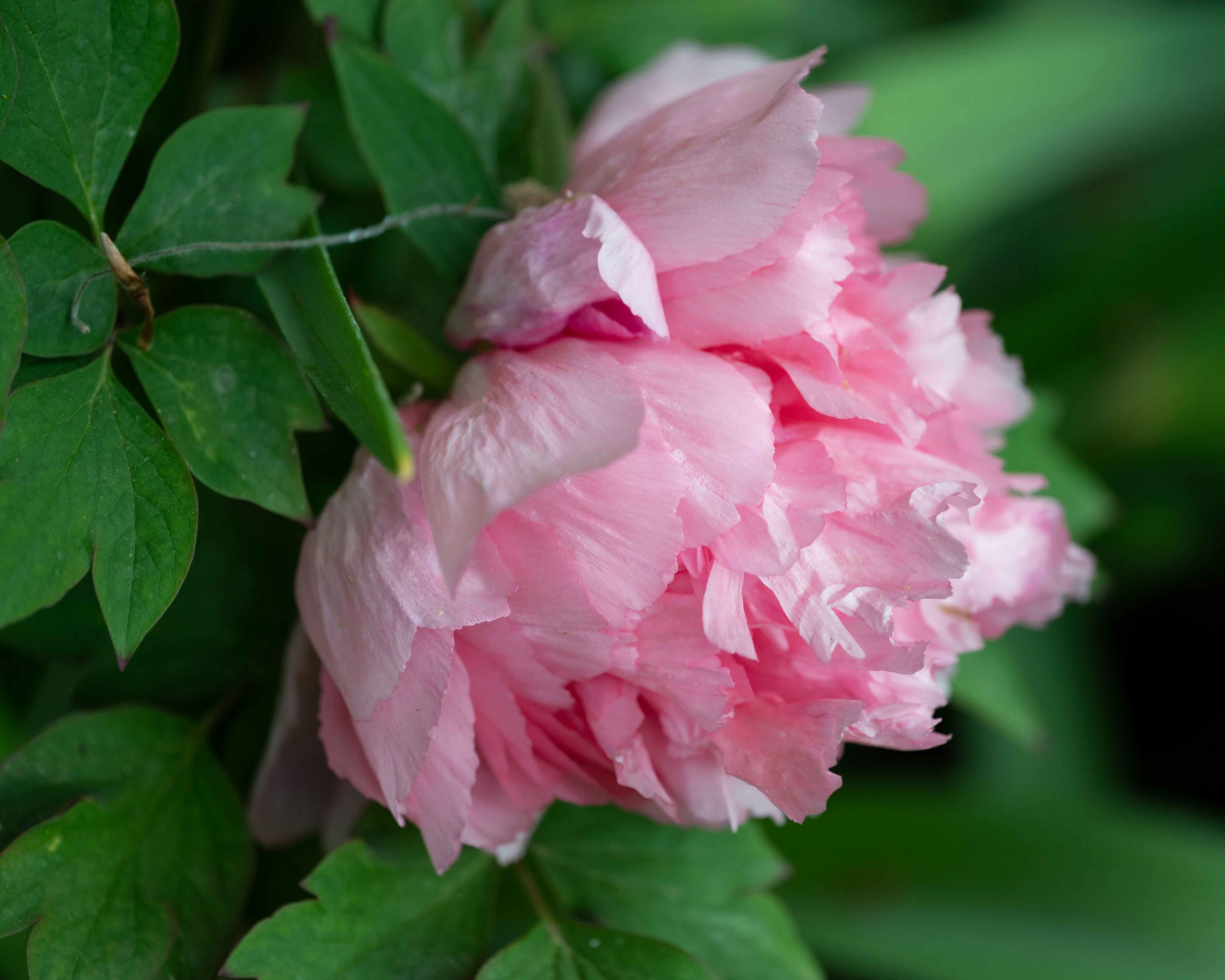 a pink flower with green leaves