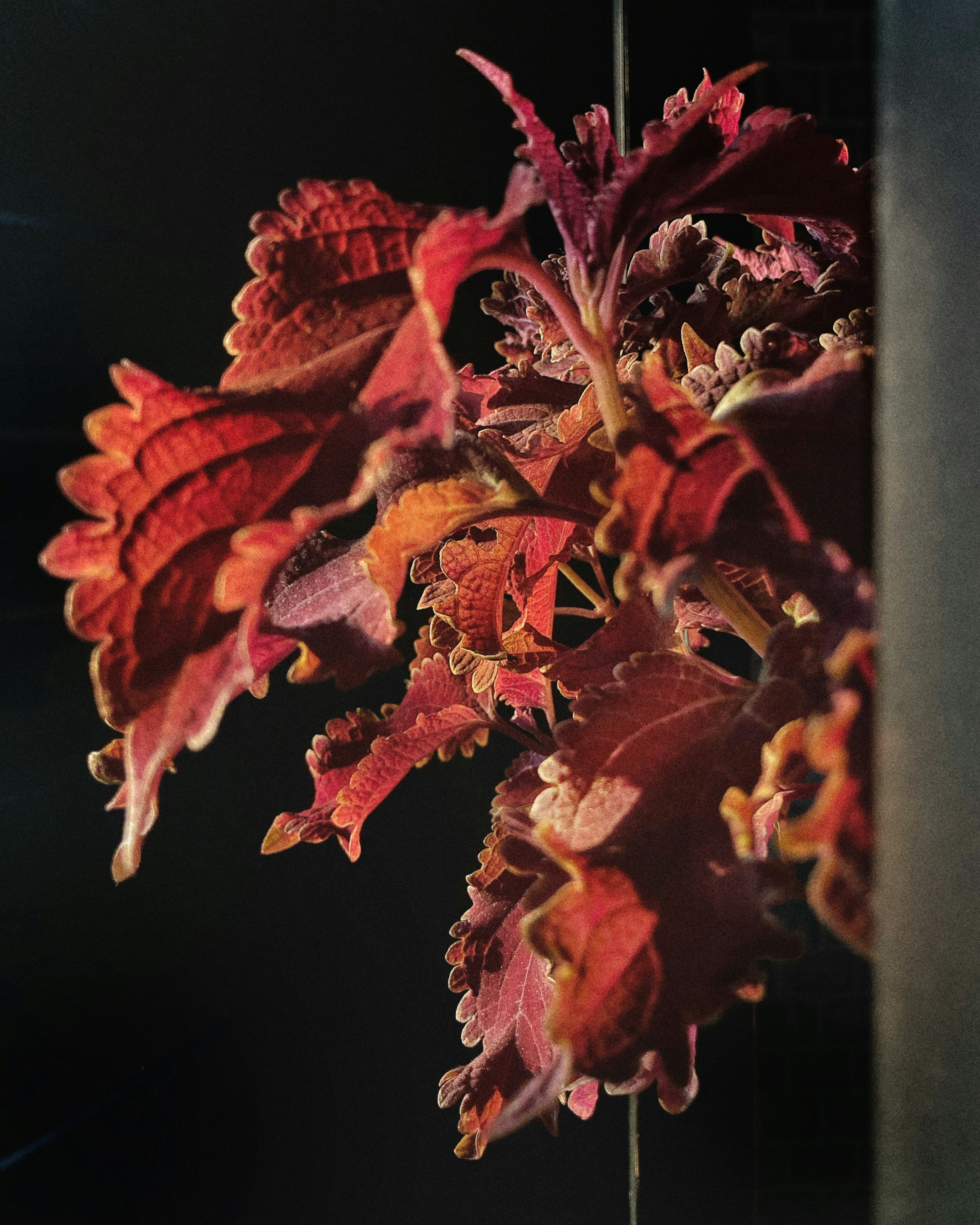 Vibrant crimson leaves of a plant partially illuminated against a dark background, showcasing intricate textures and colors.