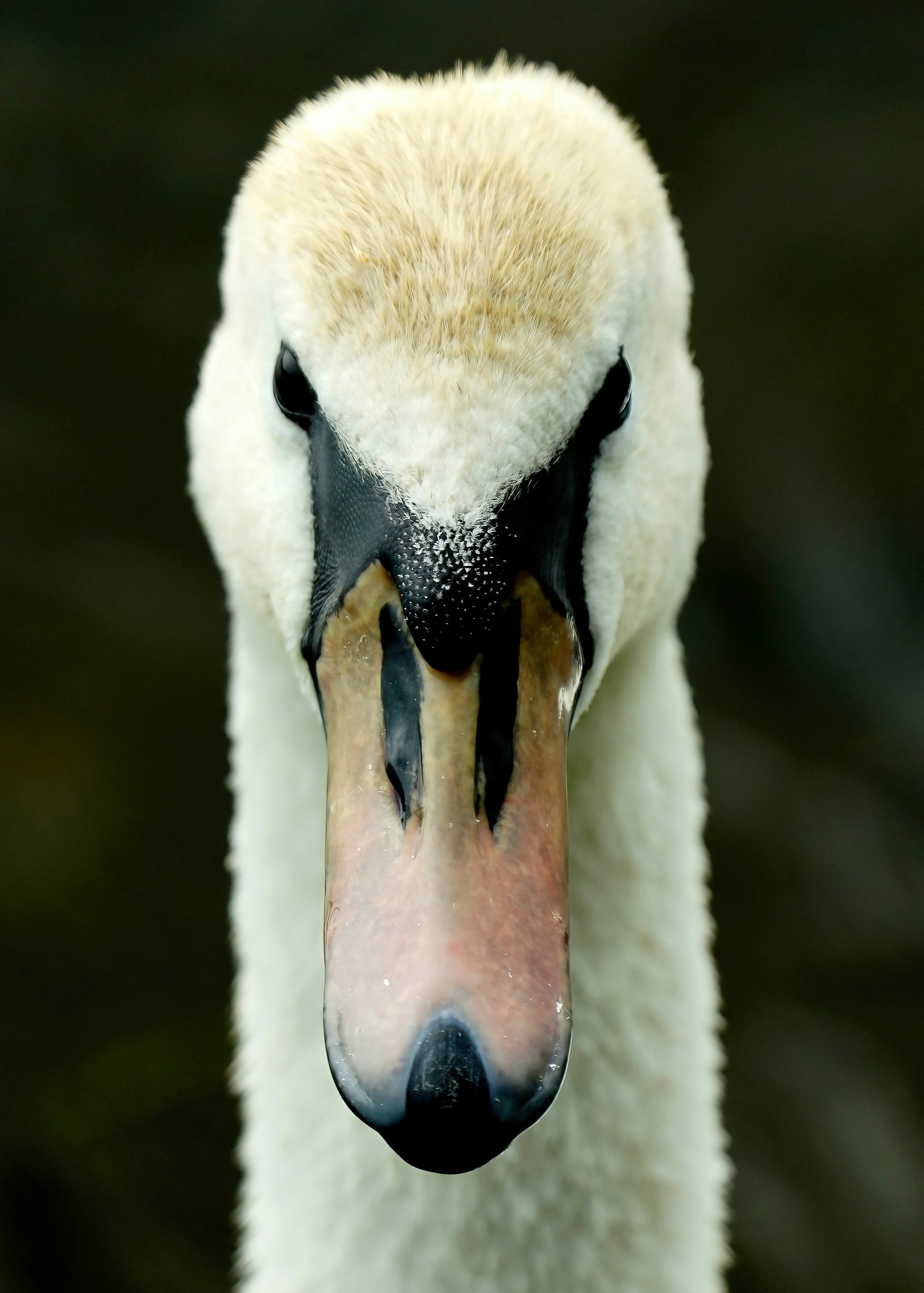 Direct Gaze: A Swan's Portrait in Focus