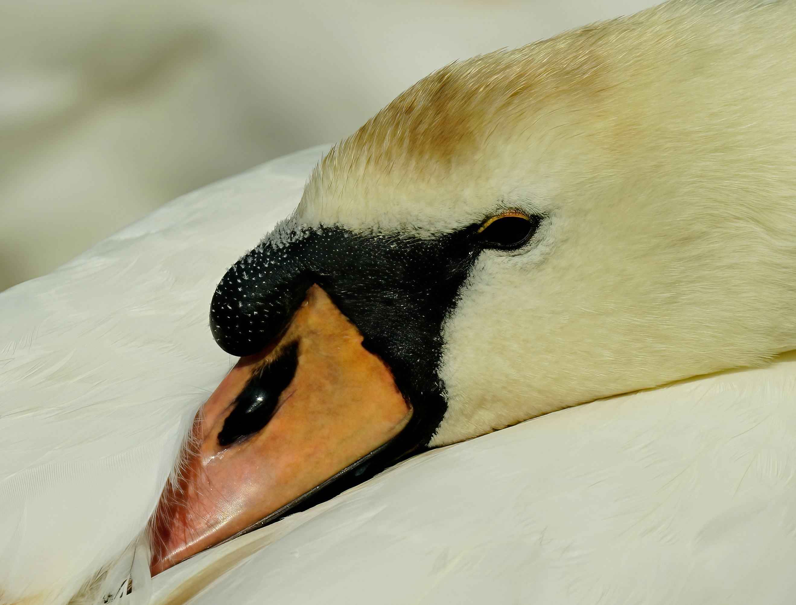 Close-up of a swan's head resting on its body, showcasing its intricate feather details and vibrant bill. The image highlights the tranquility of this graceful bird.