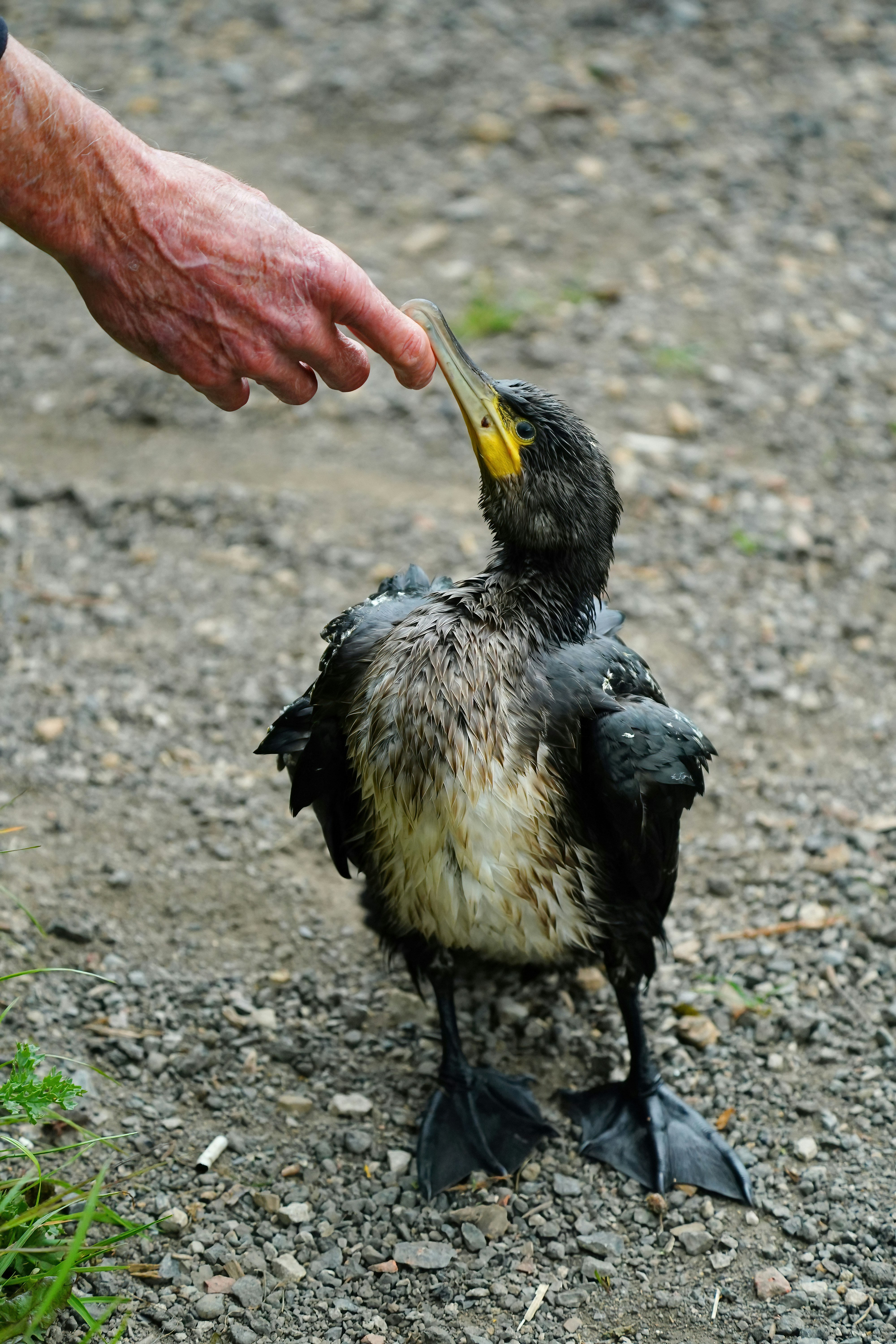 a bird with a long beak